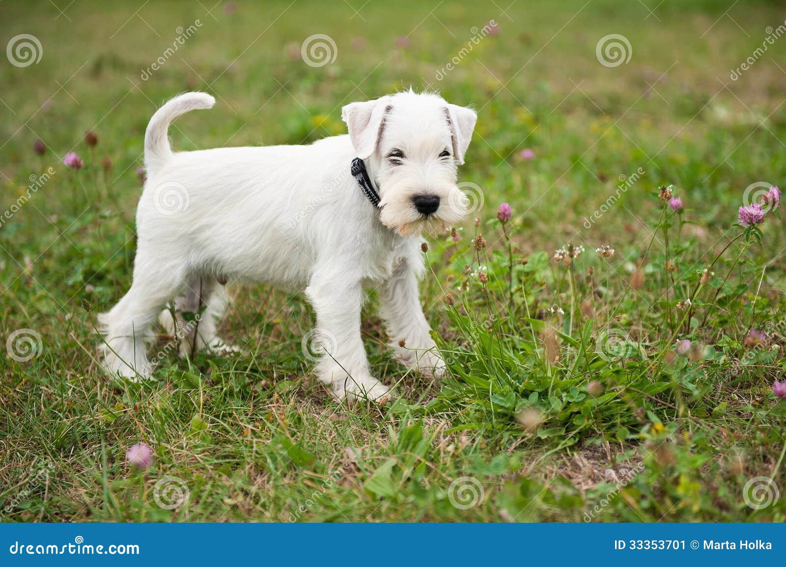 Perrito Blanco Del Schnauzer Miniatura Imagen de archivo - Imagen de ...