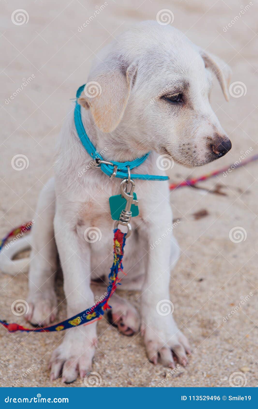Perrito Blanco Lindo En La Playa Foto de archivo - Imagen de grande ...