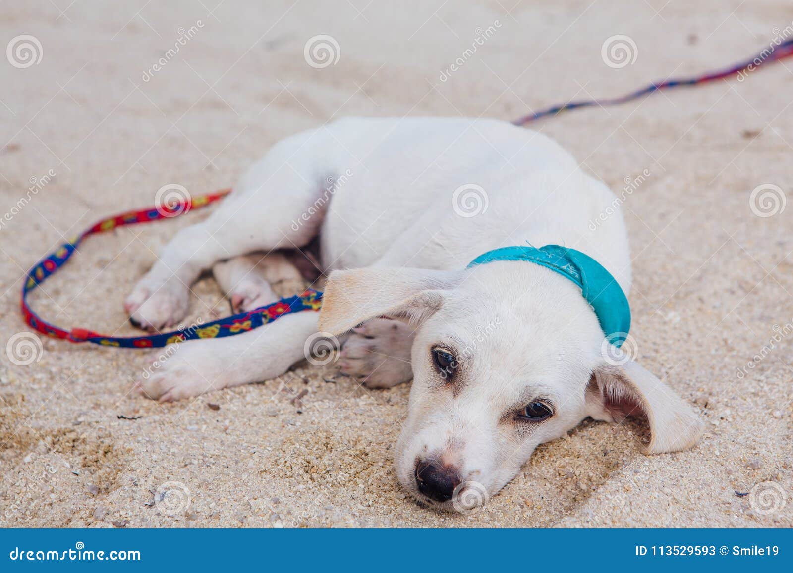 Perrito Blanco Lindo En La Playa Imagen de archivo - Imagen de cierre ...