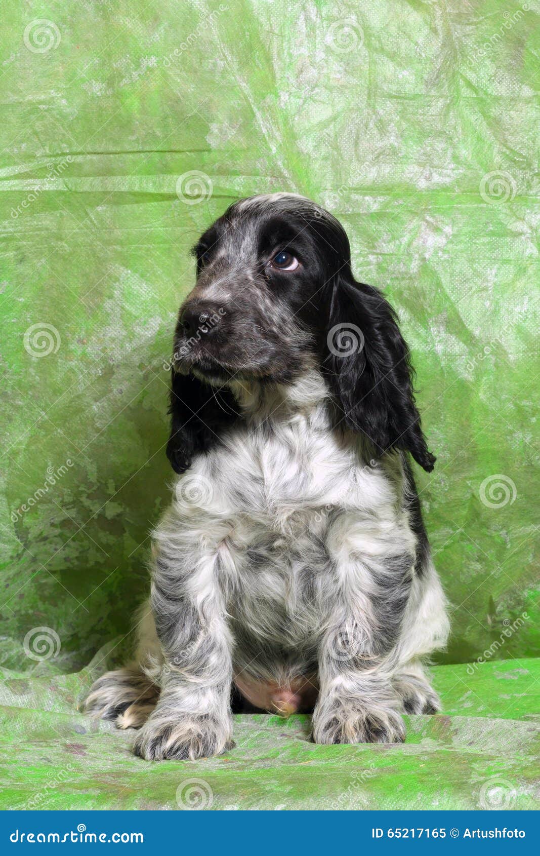 Perrito Blanco Y Negro De Cocker Spaniel Del Inglés Imagen de archivo ...
