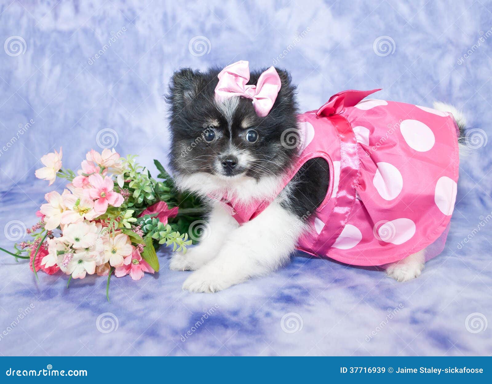 Perrito bonito imagen de archivo. Imagen de arqueamiento - 37716939