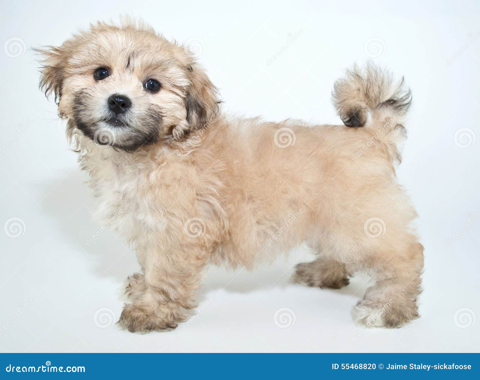 Perrito bonito foto de archivo. Imagen de perro, mascota - 55468820