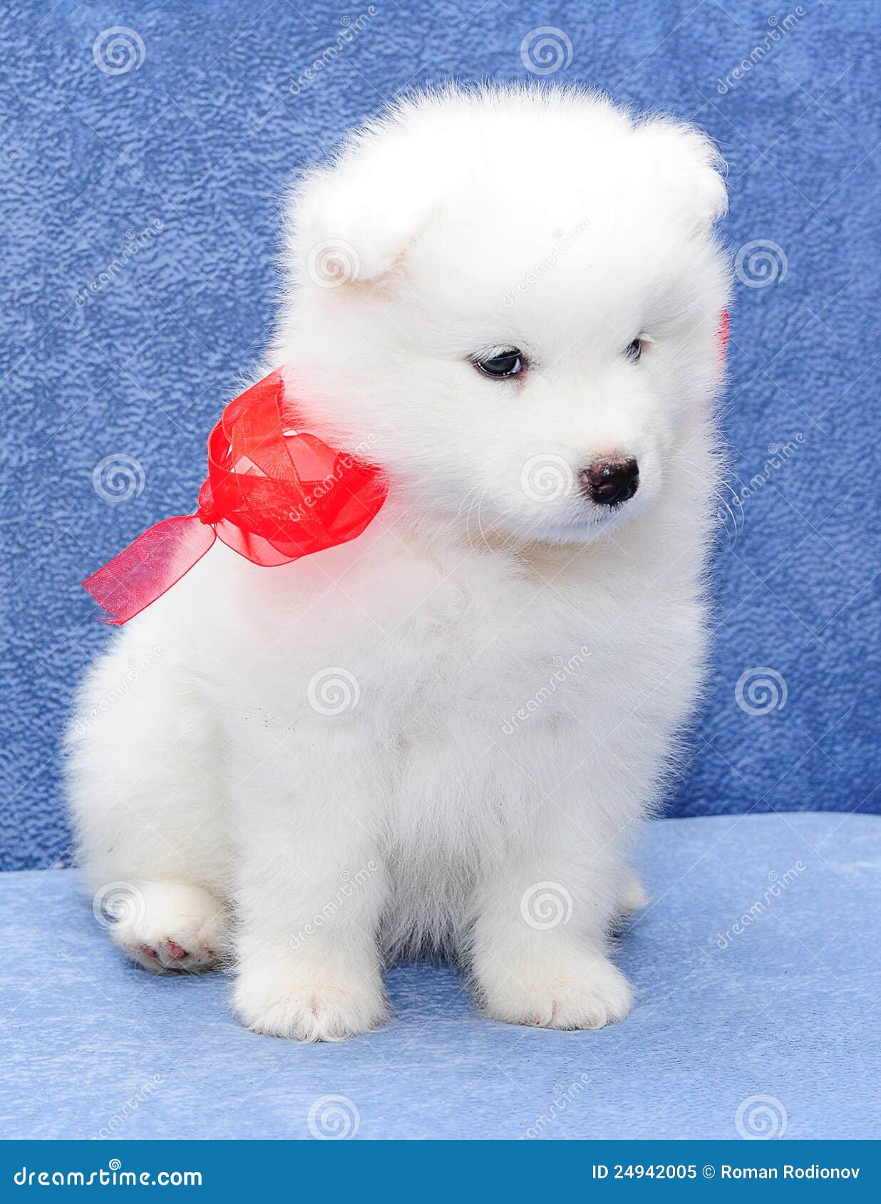 Perrito Bonito Del Samoyedo (o Bjelkier) Imagen de archivo - Imagen de ...