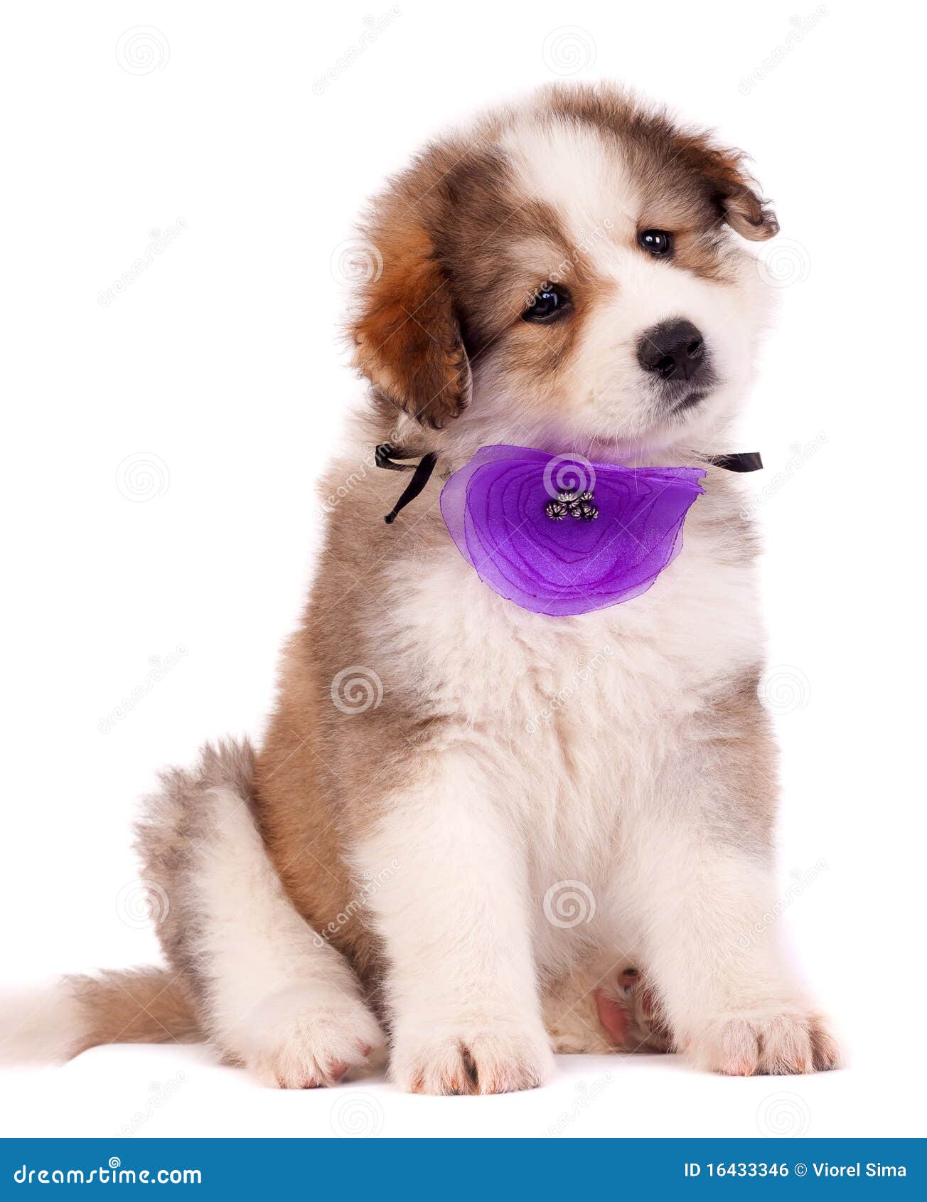 Perrito Bucovinean Peludo Del Shepard Foto de archivo - Imagen de ...