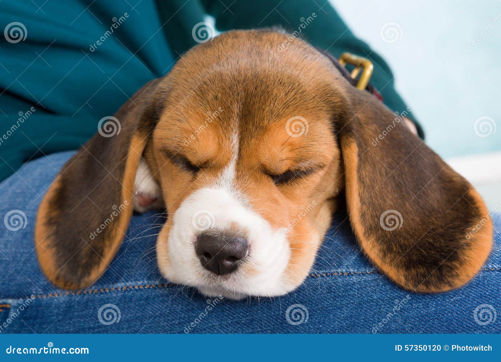 Perrito cansado foto de archivo. Imagen de mascota, perrito - 57350120