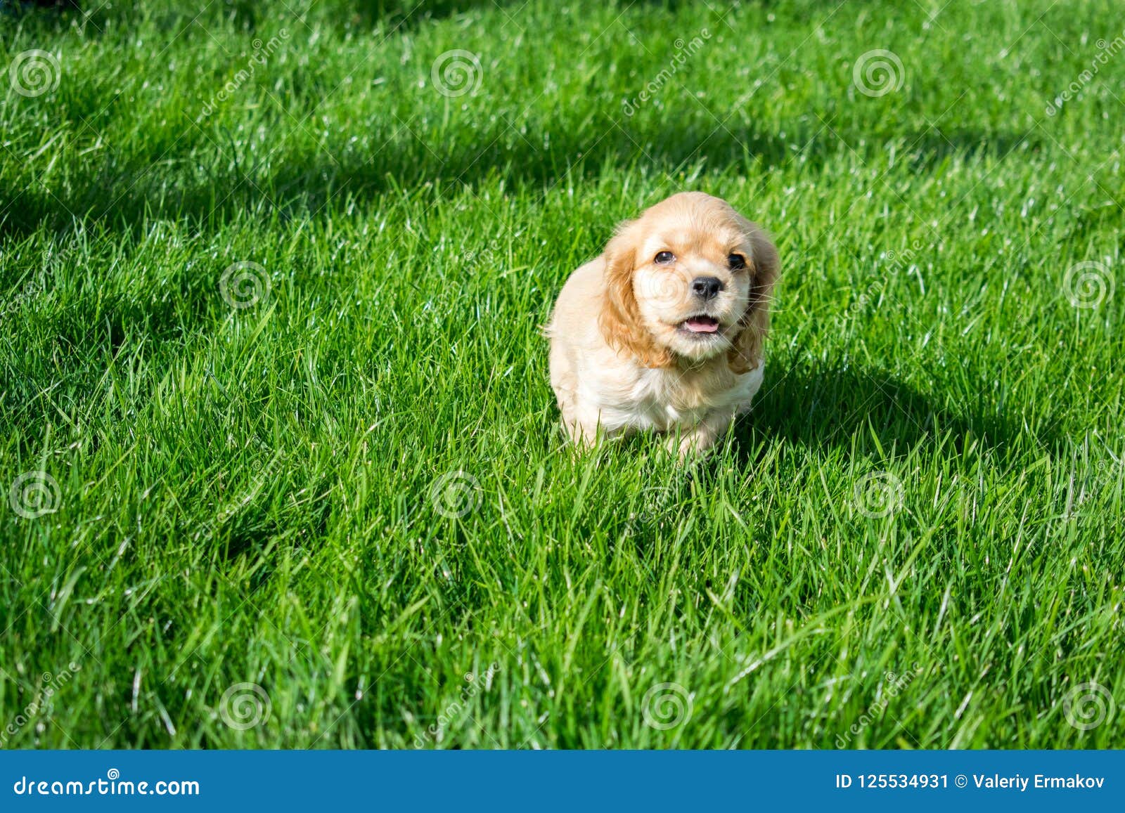 Perrito Cocker Spaniel Que Corre a Lo Largo De La Hierba Verde Imagen ...