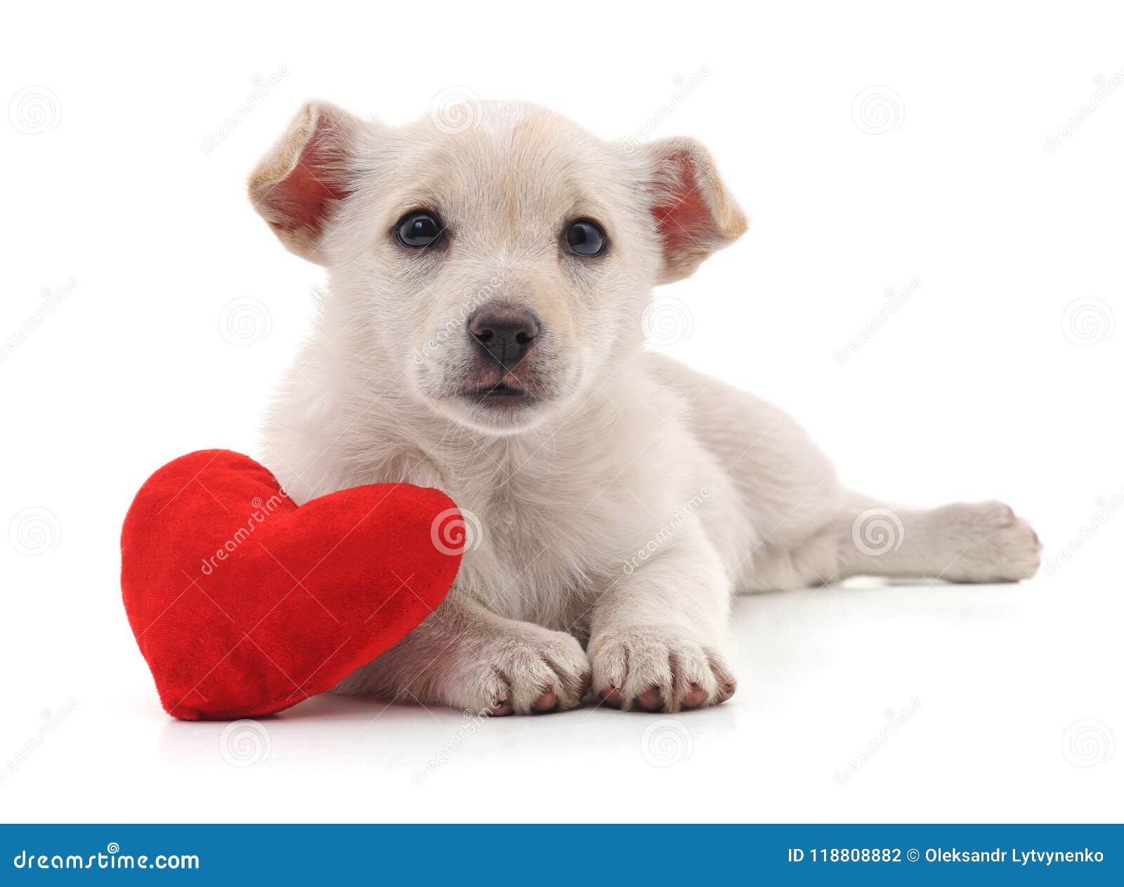 Perrito con el corazón foto de archivo. Imagen de emociones - 118808882