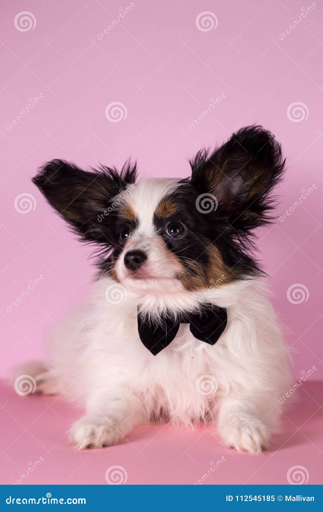 Perrito Con La Corbata De Lazo Imagen de archivo - Imagen de felicidad ...