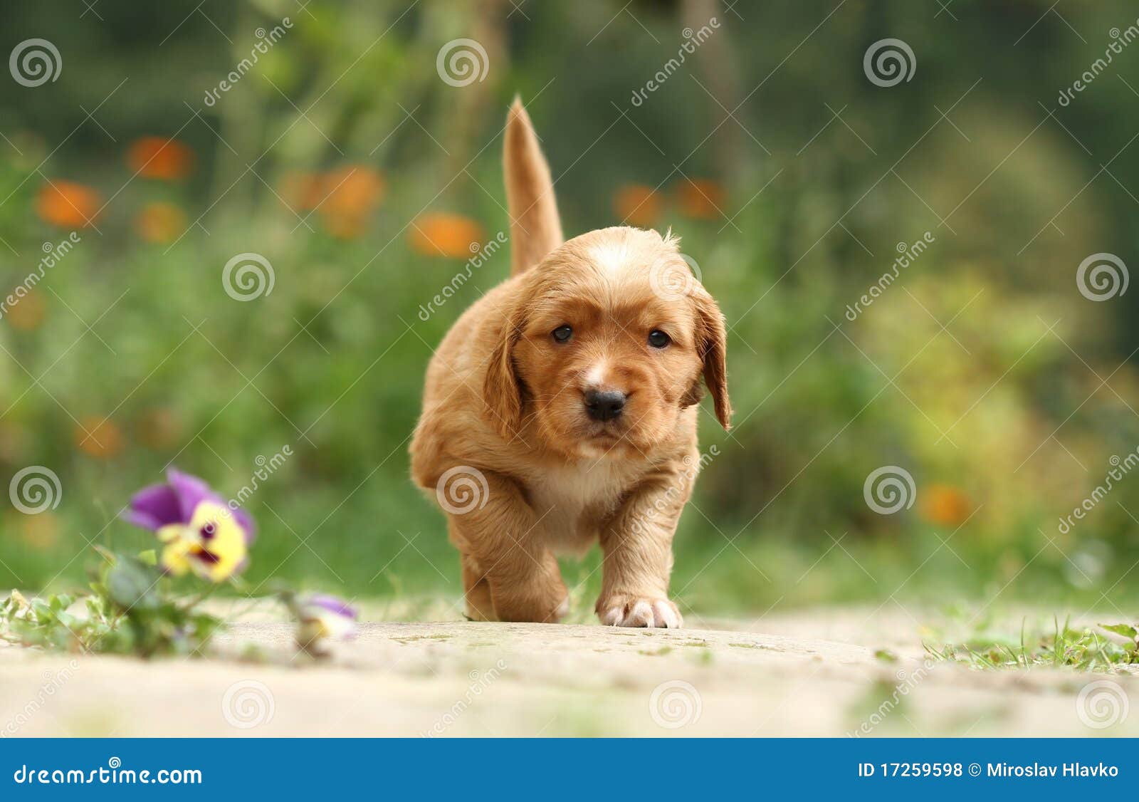 Perrito con la flor foto de archivo. Imagen de perro - 17259598