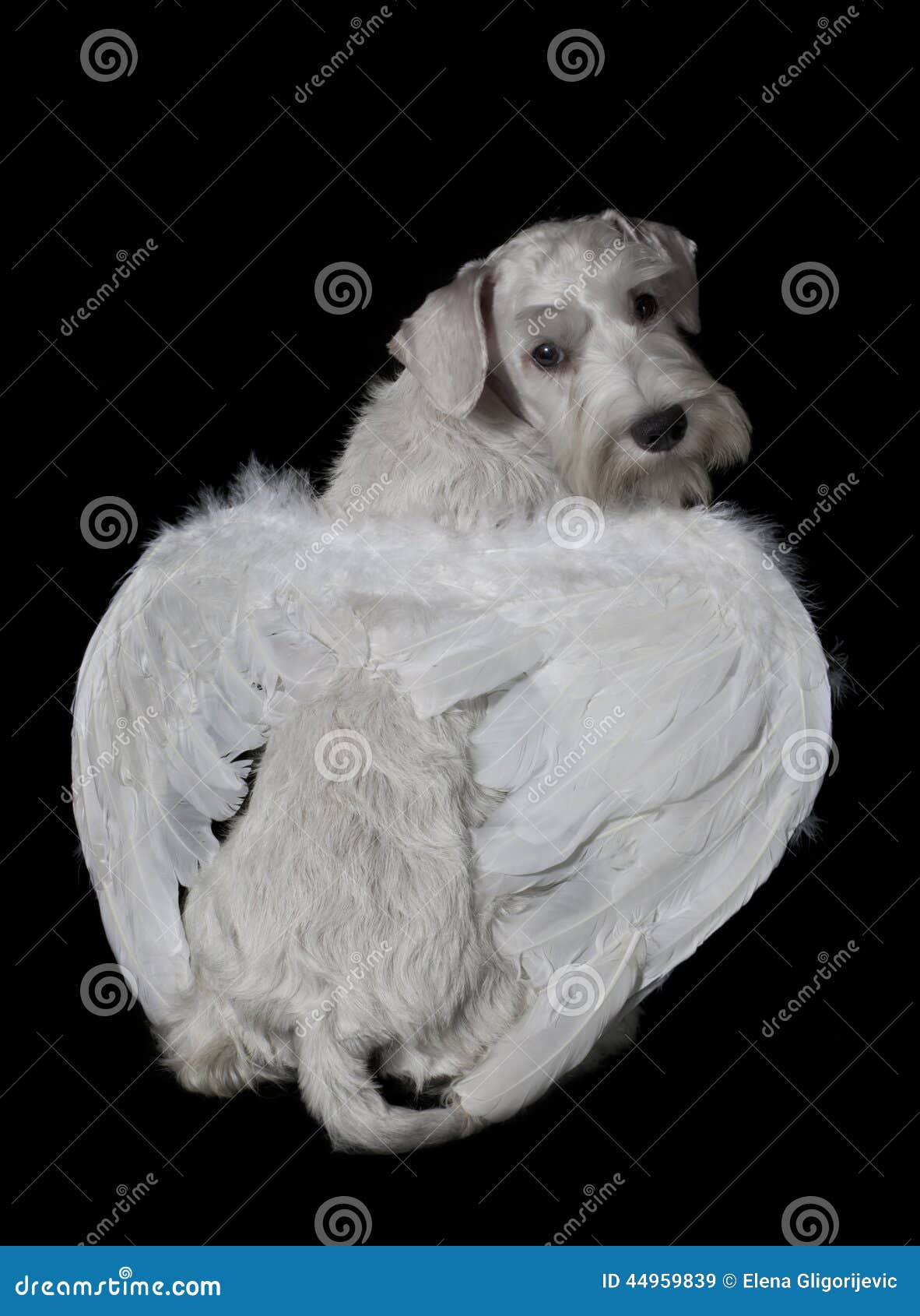 Perrito Con Las Alas Del ángel Imagen de archivo - Imagen de traje ...