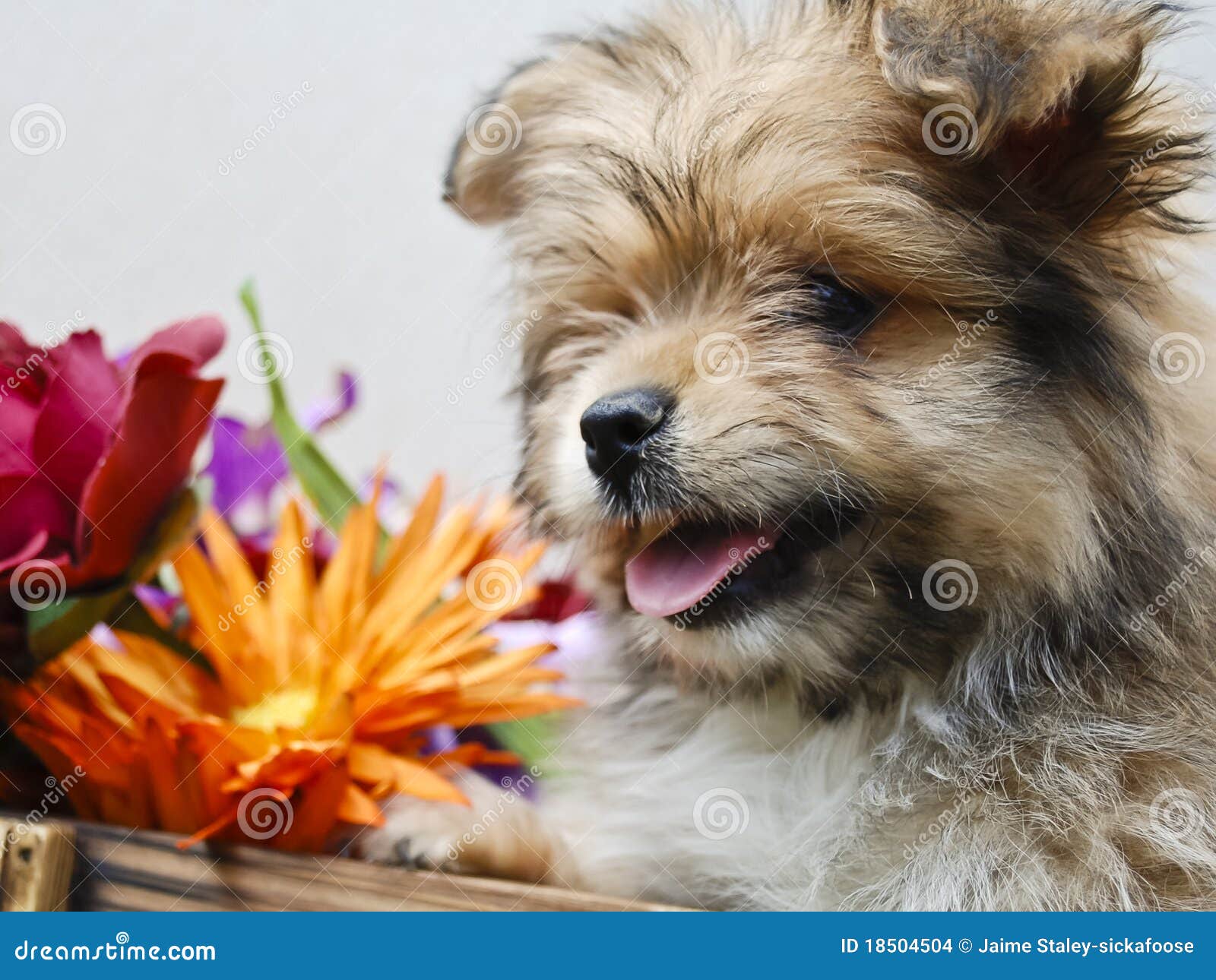 Perrito con las flores foto de archivo. Imagen de blanco - 18504504