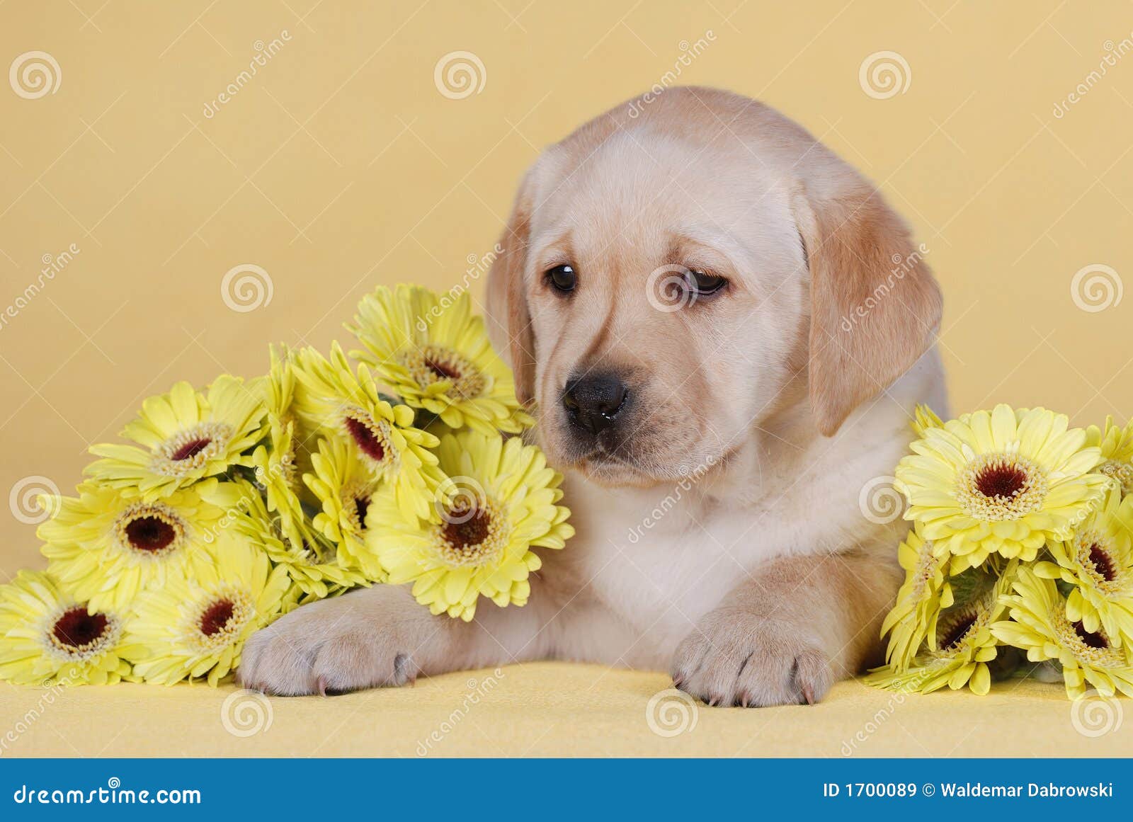 Perrito Con Las Flores Amarillas Imagen de archivo - Imagen de catorce ...