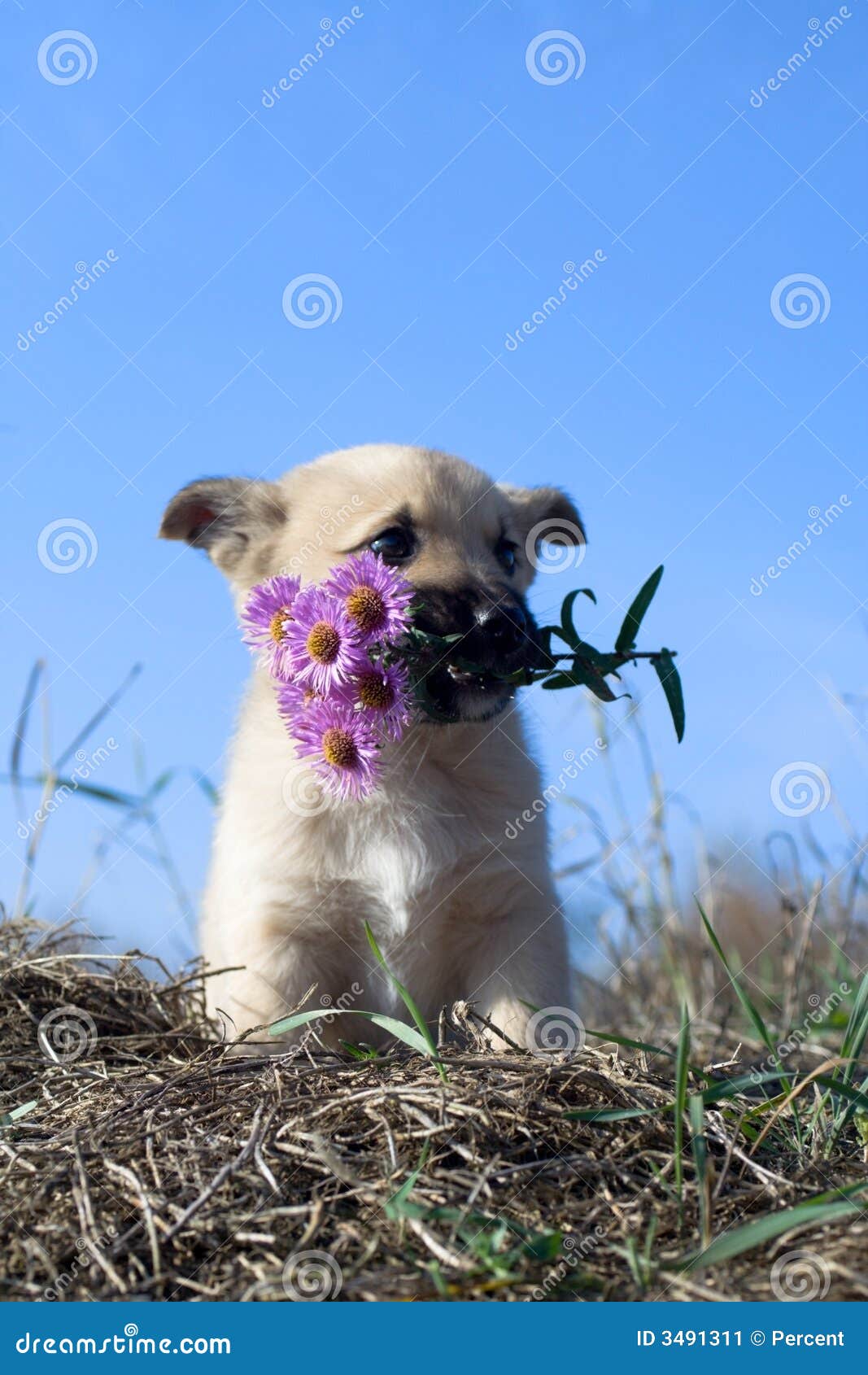 Perrito Con Las Flores En Boca Imagen de archivo - Imagen de mascotas ...