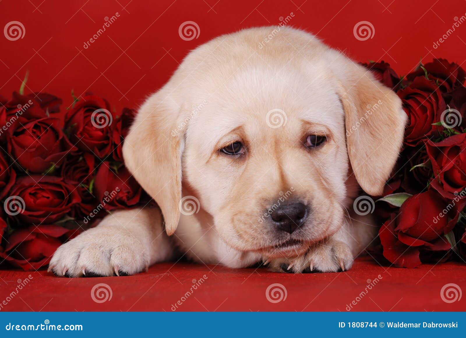 Perrito con las rosas foto de archivo. Imagen de canino - 1808744
