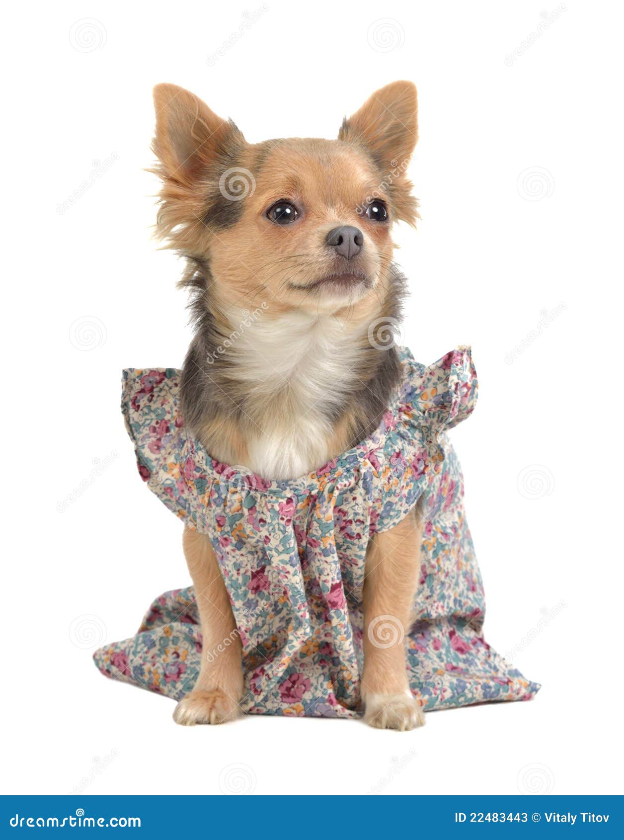 Perrito con ropa femenina imagen de archivo. Imagen de salir - 22483443
