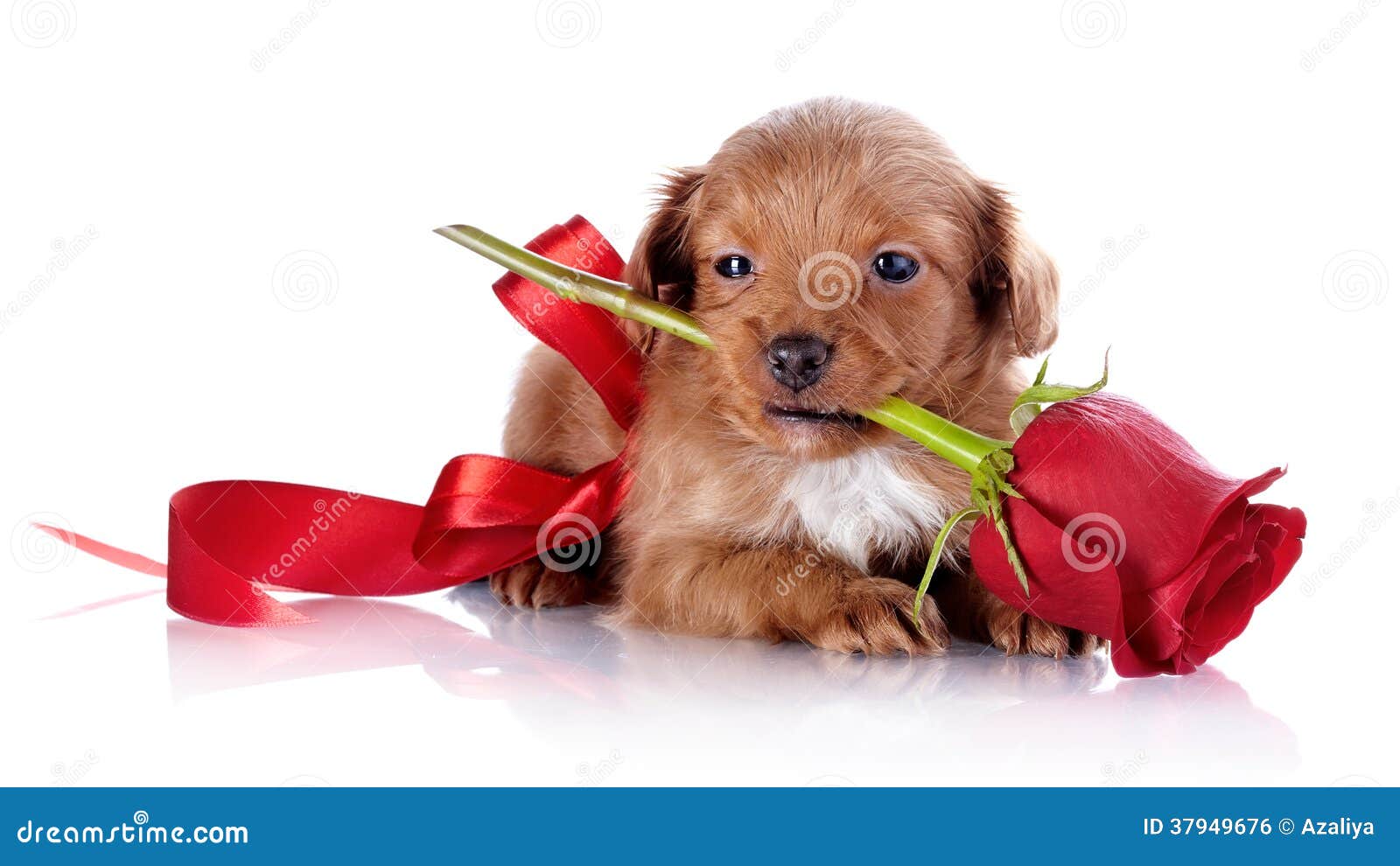 Perrito Con Un Arco Rojo Y Una Rosa. Foto de archivo - Imagen de ...
