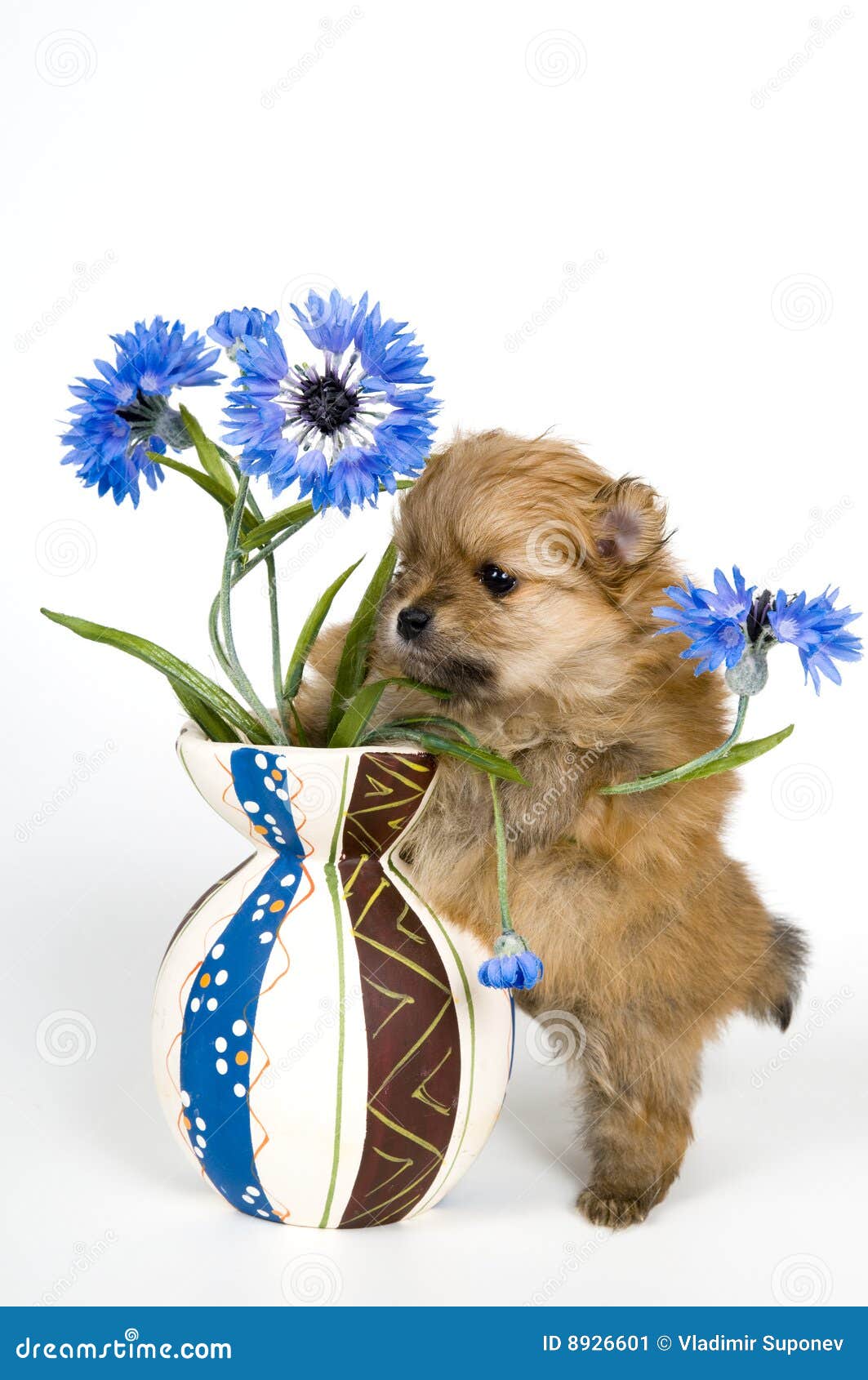 Perrito con un florero imagen de archivo. Imagen de purebred - 8926601