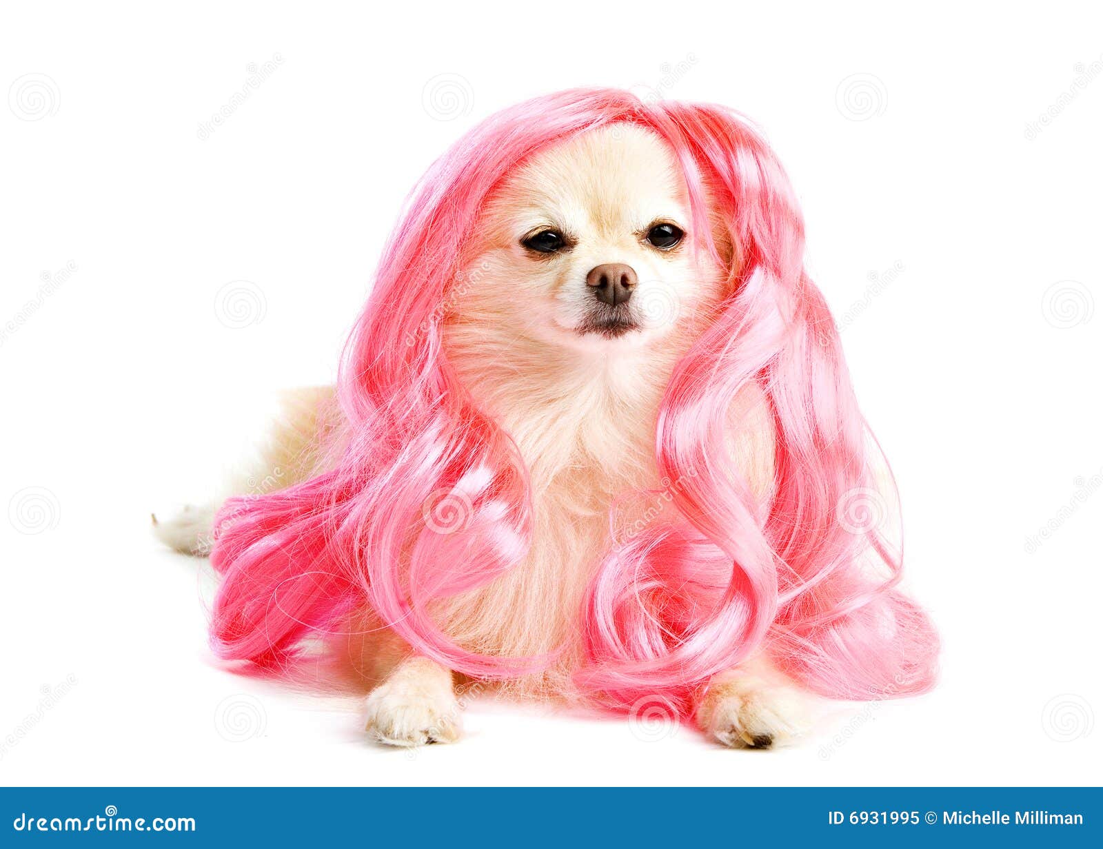 Perrito Con Un Hair-do Rosado Foto de archivo libre de regalías ...