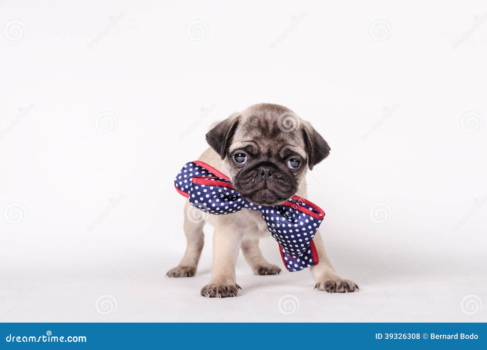 Perrito Con Una Corbata De Lazo Foto de archivo - Imagen de lindo ...