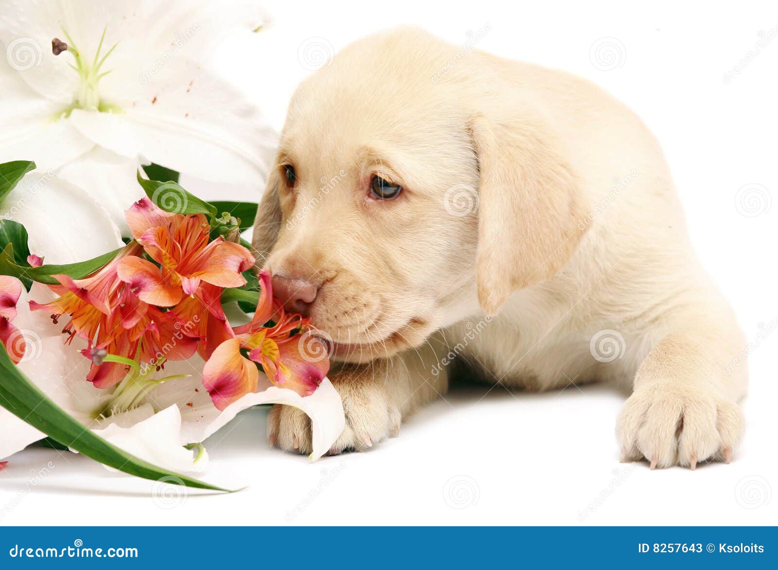 Perrito con una flor. imagen de archivo. Imagen de labrador - 8257643