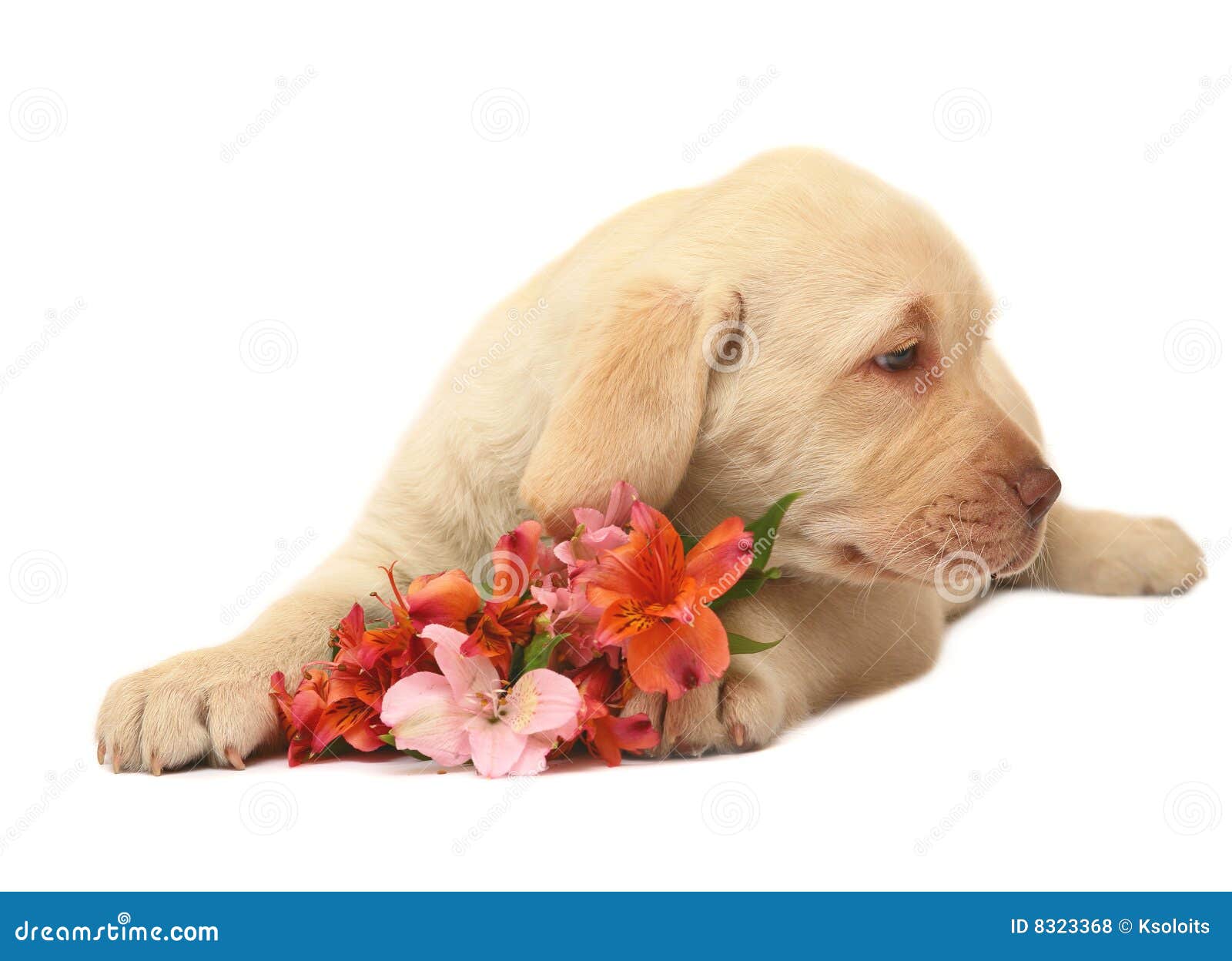 Perrito con una flor. foto de archivo. Imagen de hermoso - 8323368