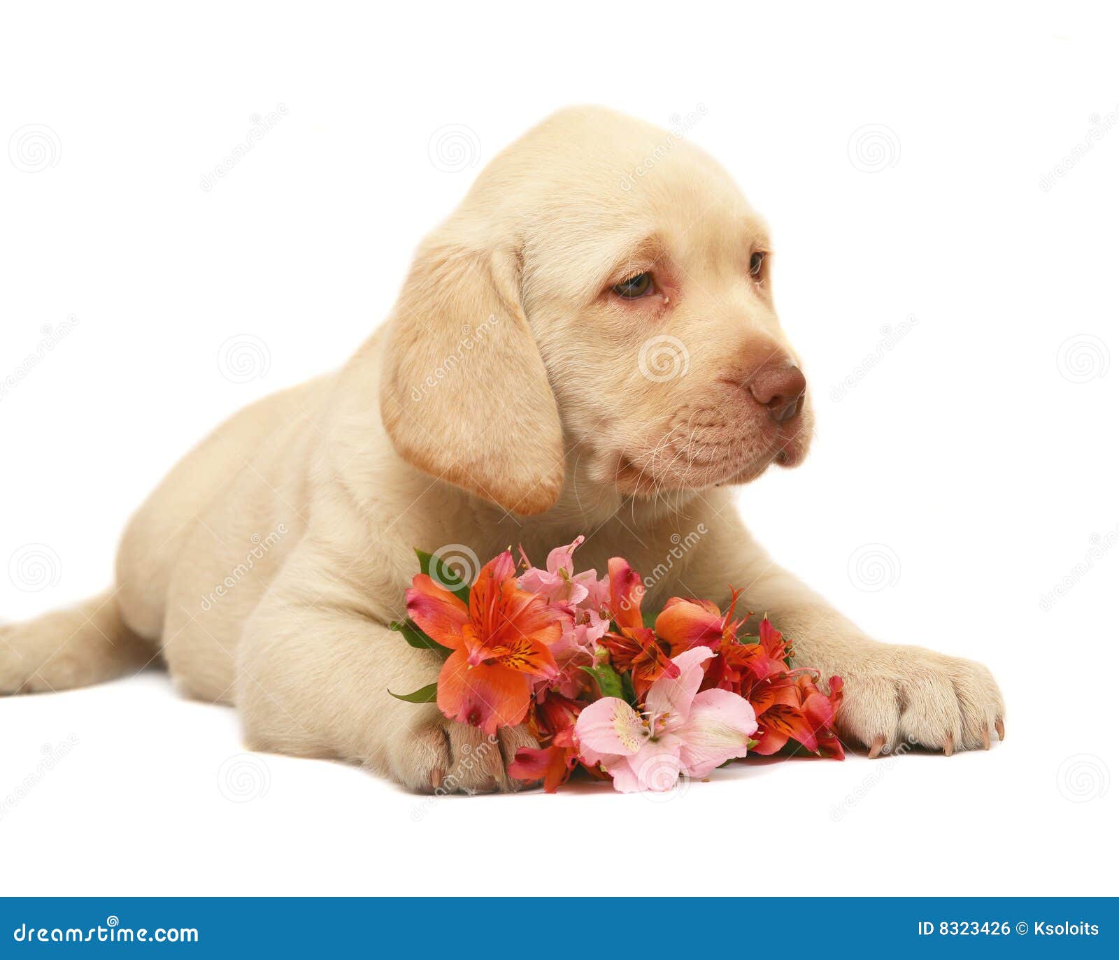 Perrito con una flor. foto de archivo. Imagen de encantador - 8323426