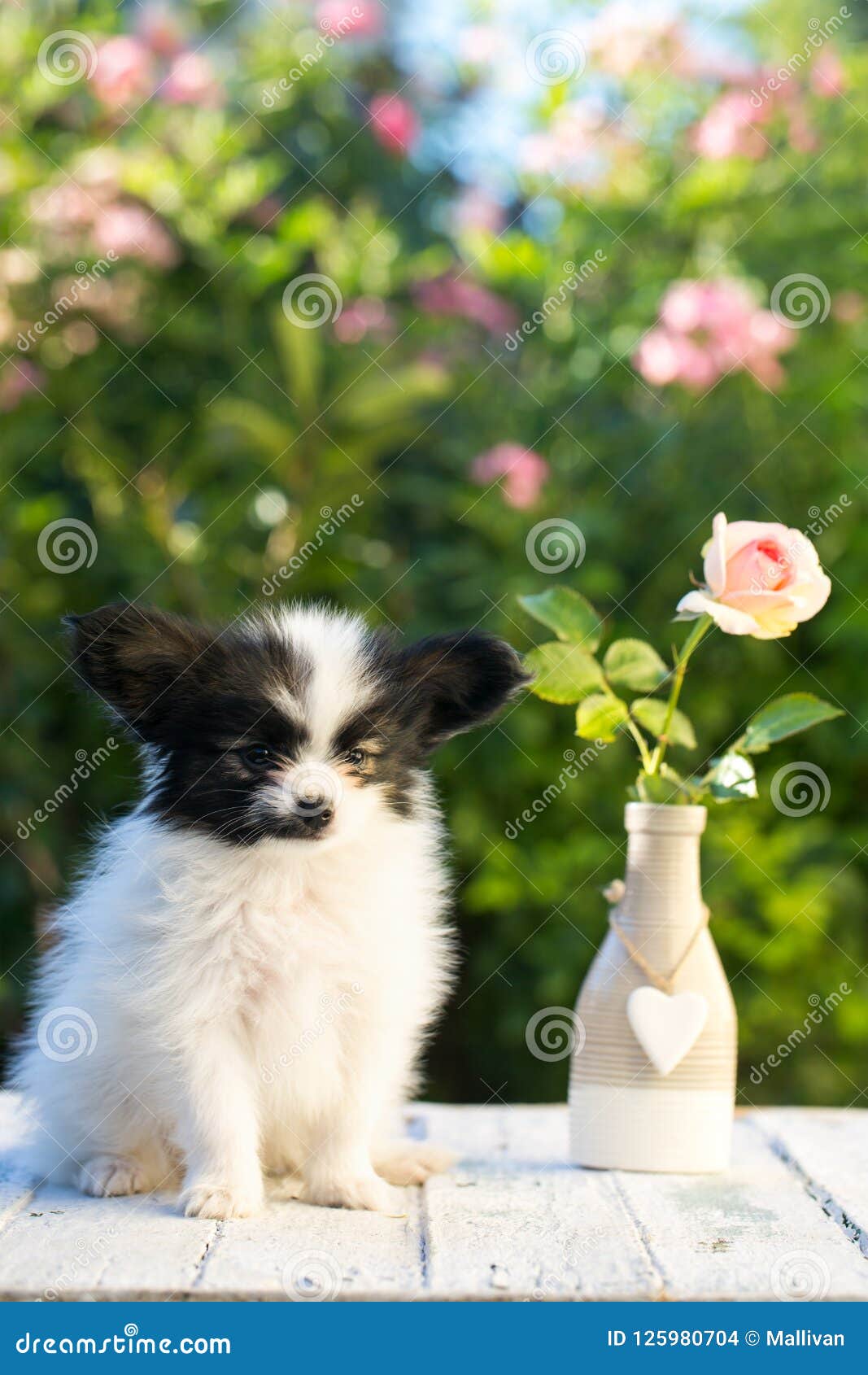 Perrito con una rosa foto de archivo. Imagen de casta - 125980704