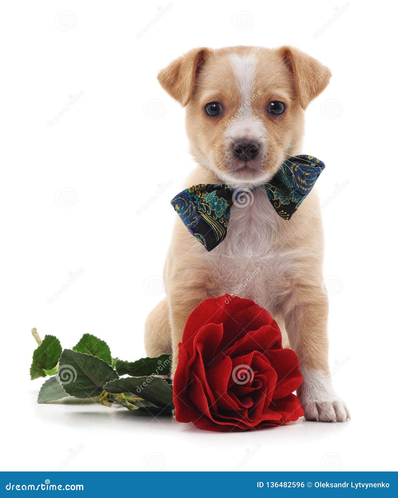 Perrito con una rosa foto de archivo. Imagen de masculino - 136482596