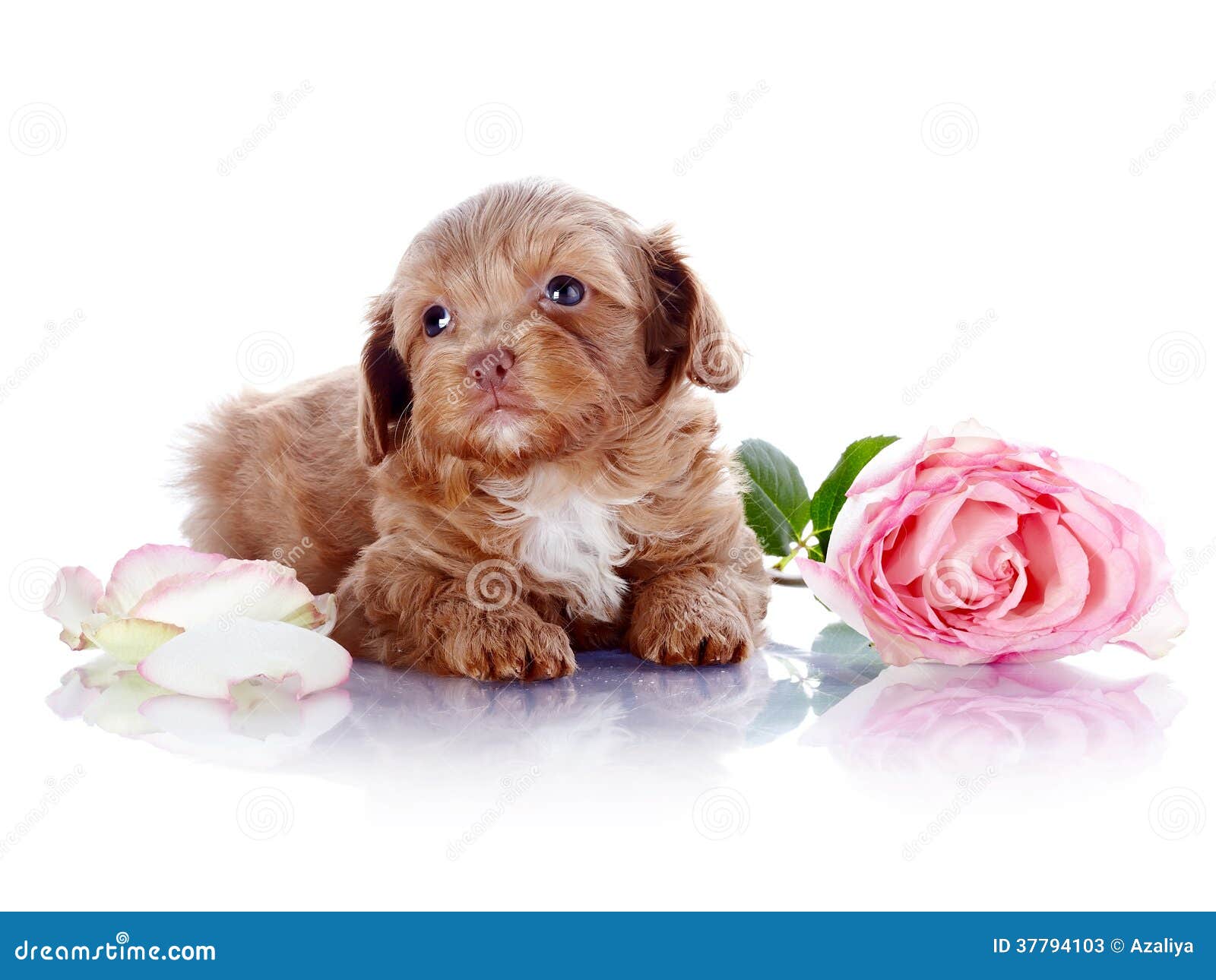 Perrito con una rosa imagen de archivo. Imagen de canino - 37794103