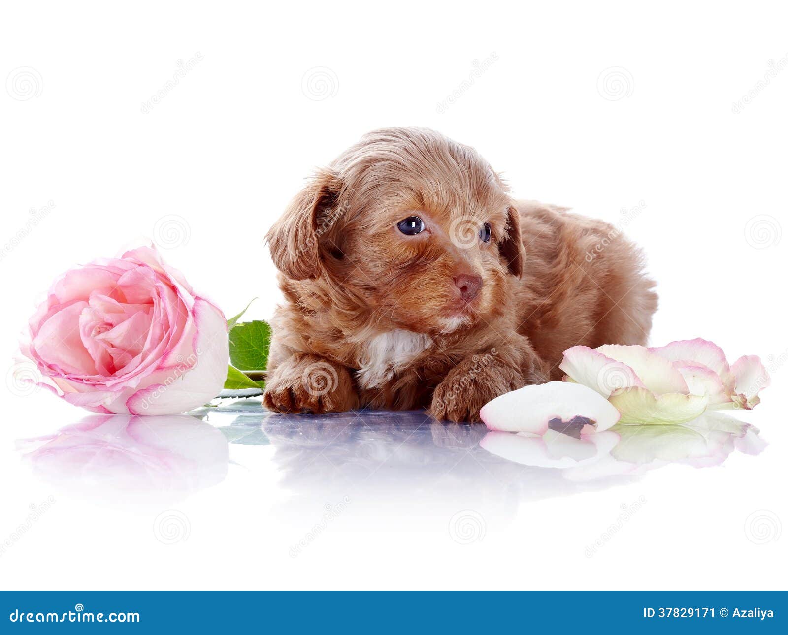 Perrito con una rosa imagen de archivo. Imagen de rosa - 37829171