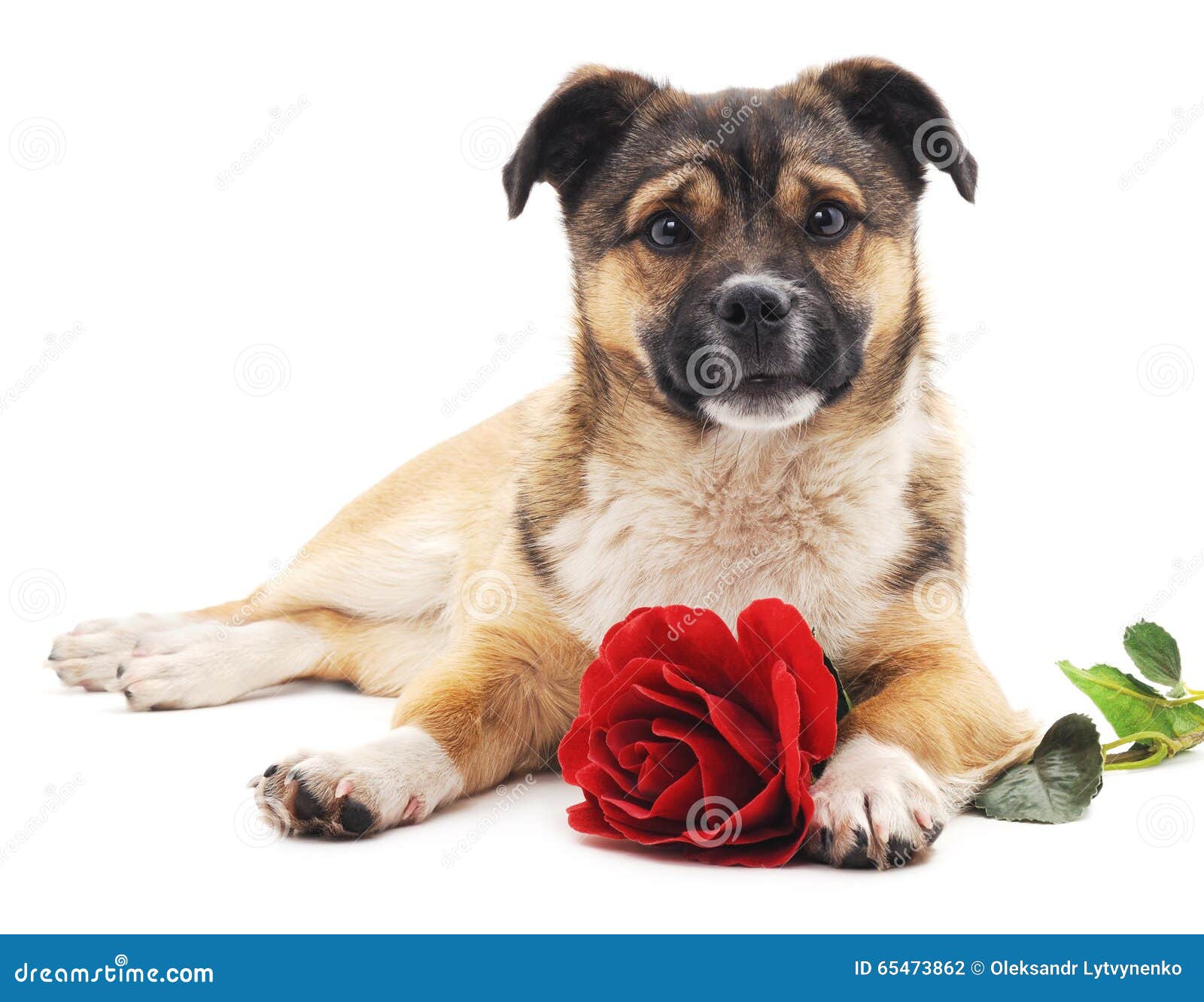 Perrito con una rosa foto de archivo. Imagen de valentina - 65473862