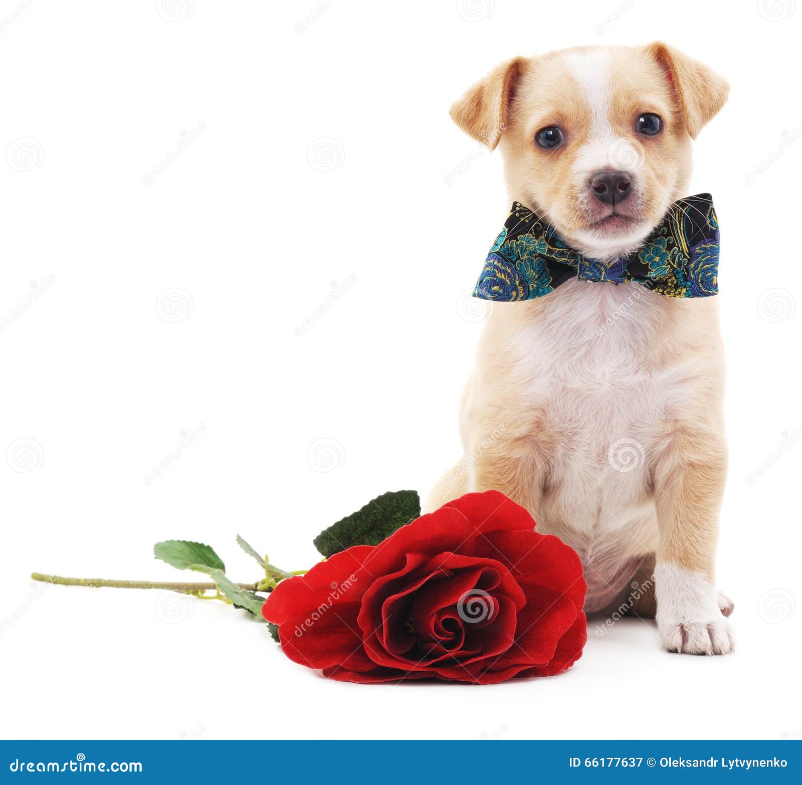 Perrito con una rosa imagen de archivo. Imagen de mascotas - 66177637