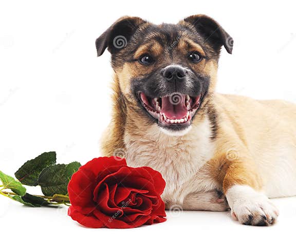 Perrito con una rosa foto de archivo. Imagen de mascotas - 67122320