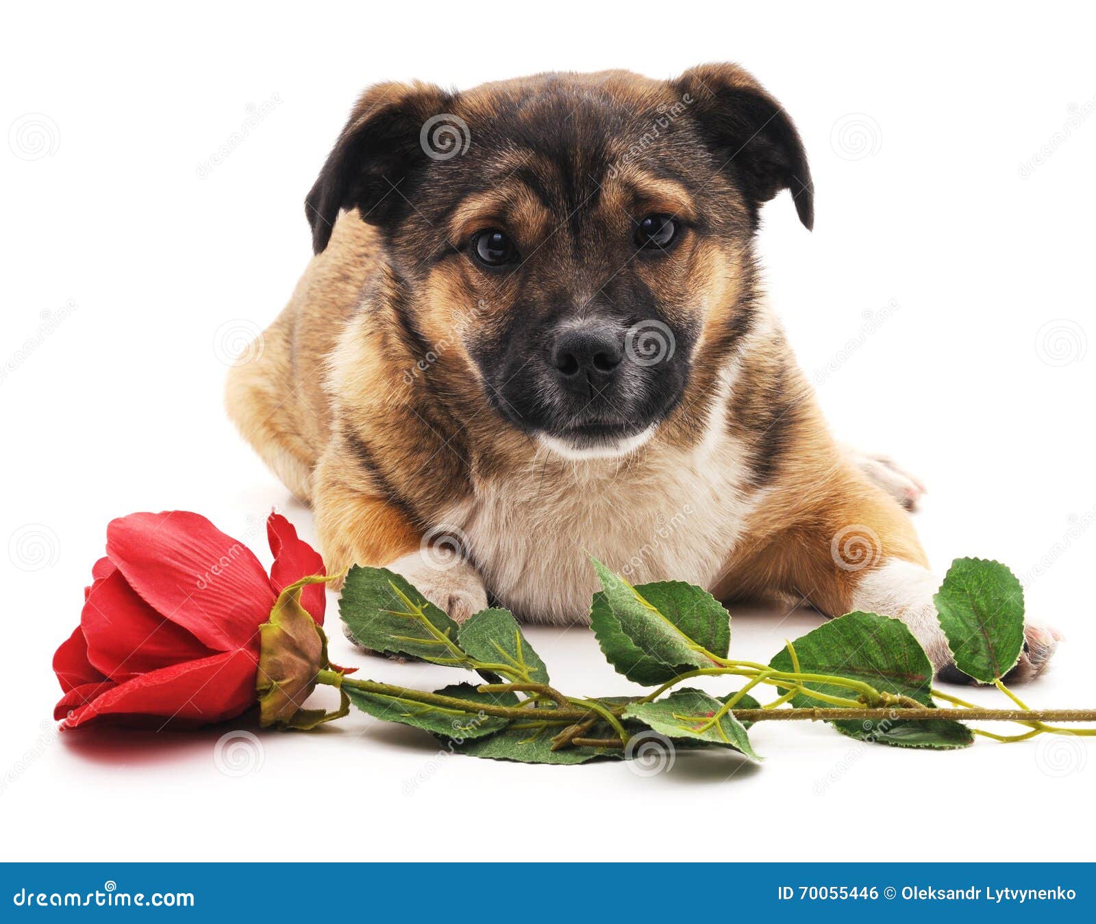 Perrito con una rosa foto de archivo. Imagen de rojo - 70055446