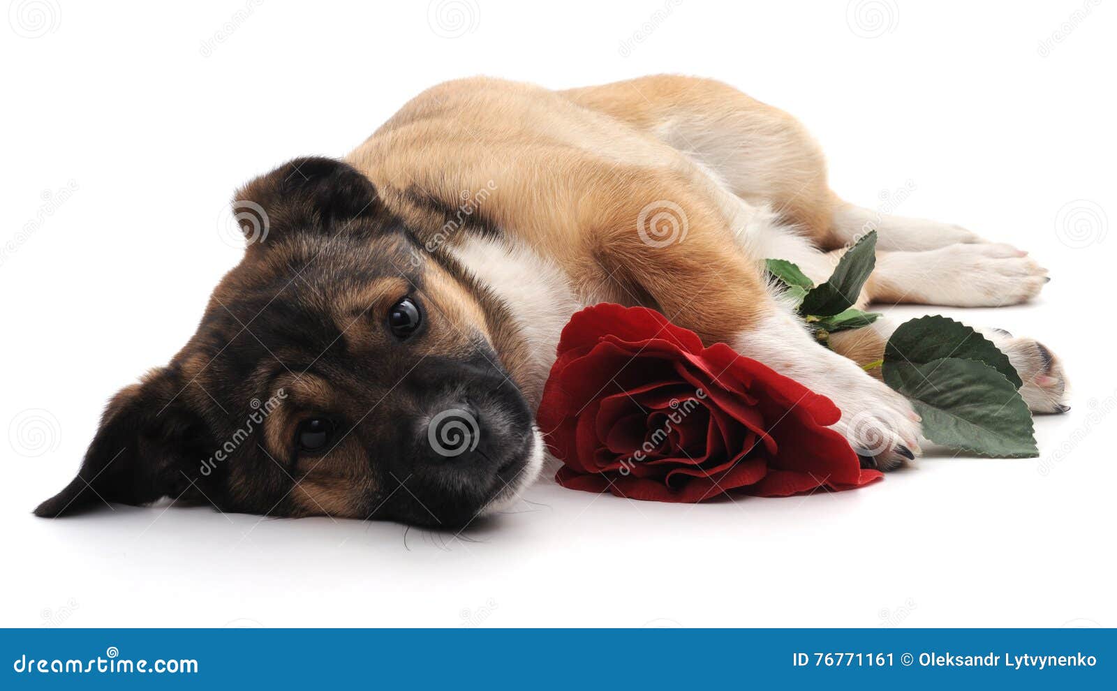 Perrito con una rosa imagen de archivo. Imagen de animal - 76771161