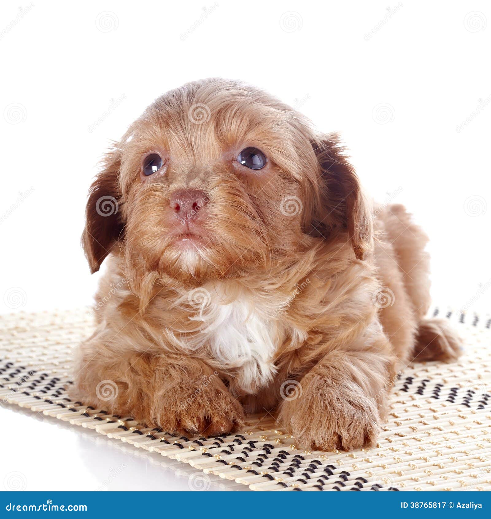 Perrito Con Una Rosa En Una Manta Imagen de archivo - Imagen de perro ...