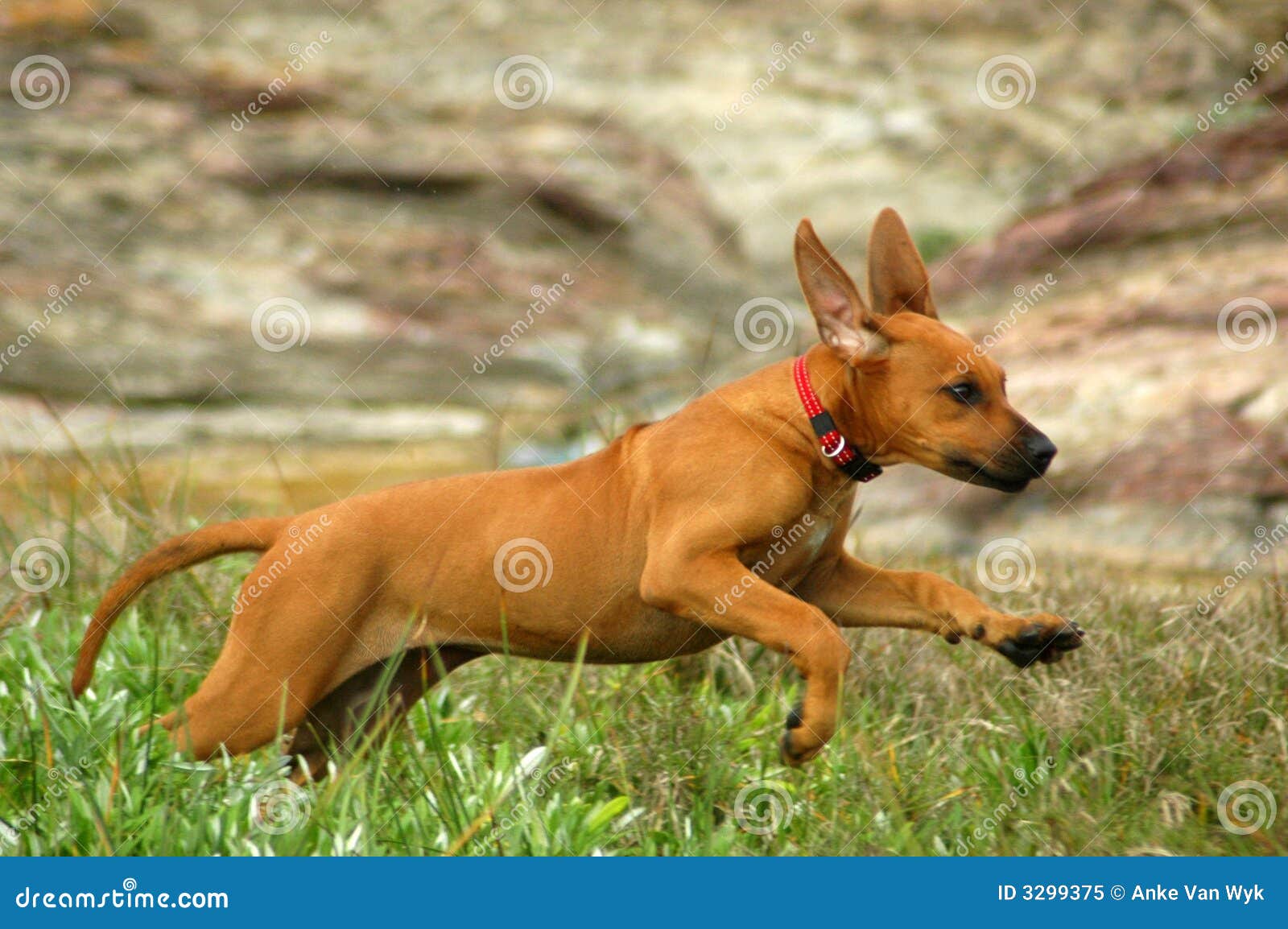 Perrito corriente feliz imagen de archivo. Imagen de salto - 3299375