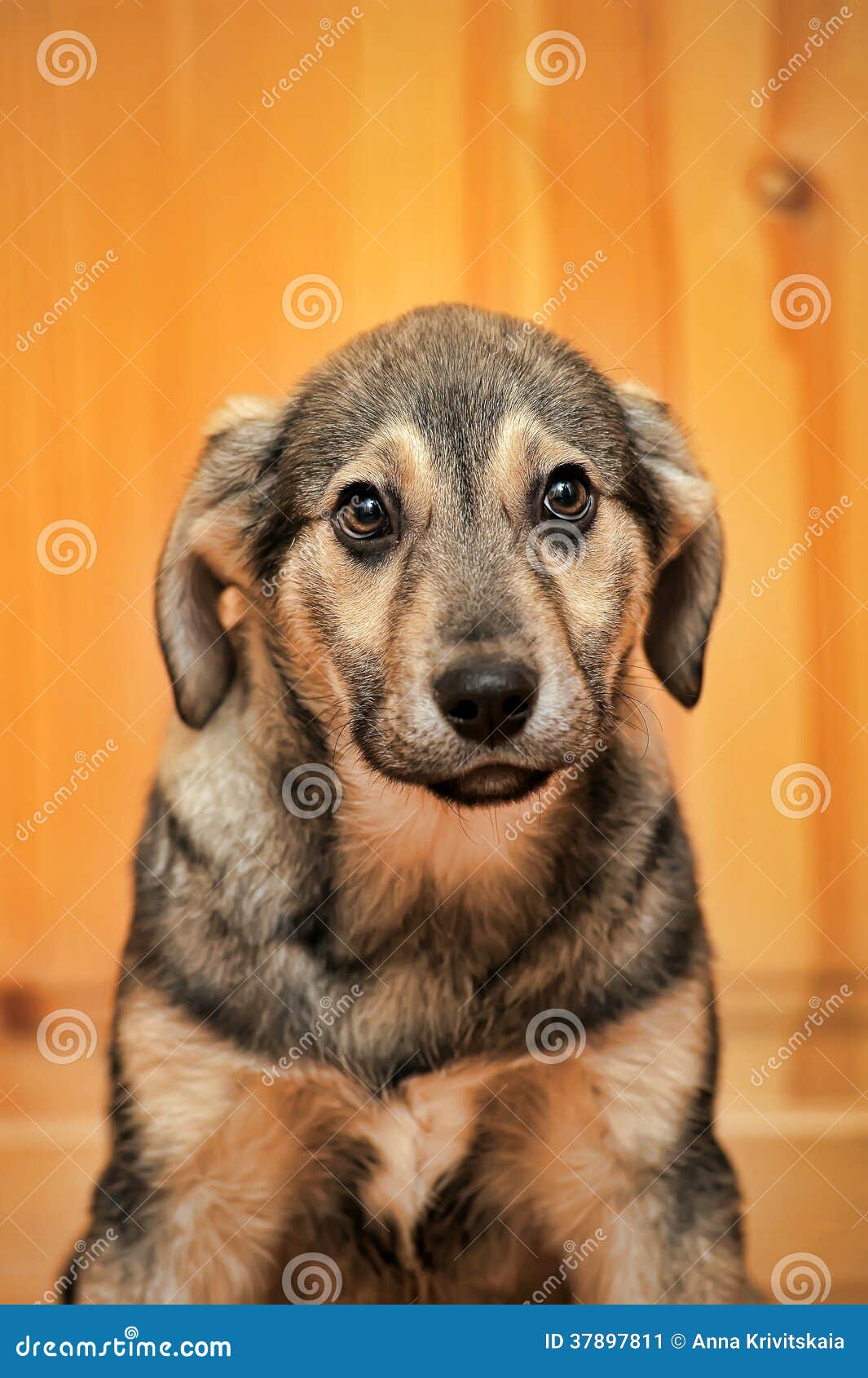 Perrito culpable imagen de archivo. Imagen de culpa, amistad - 37897811