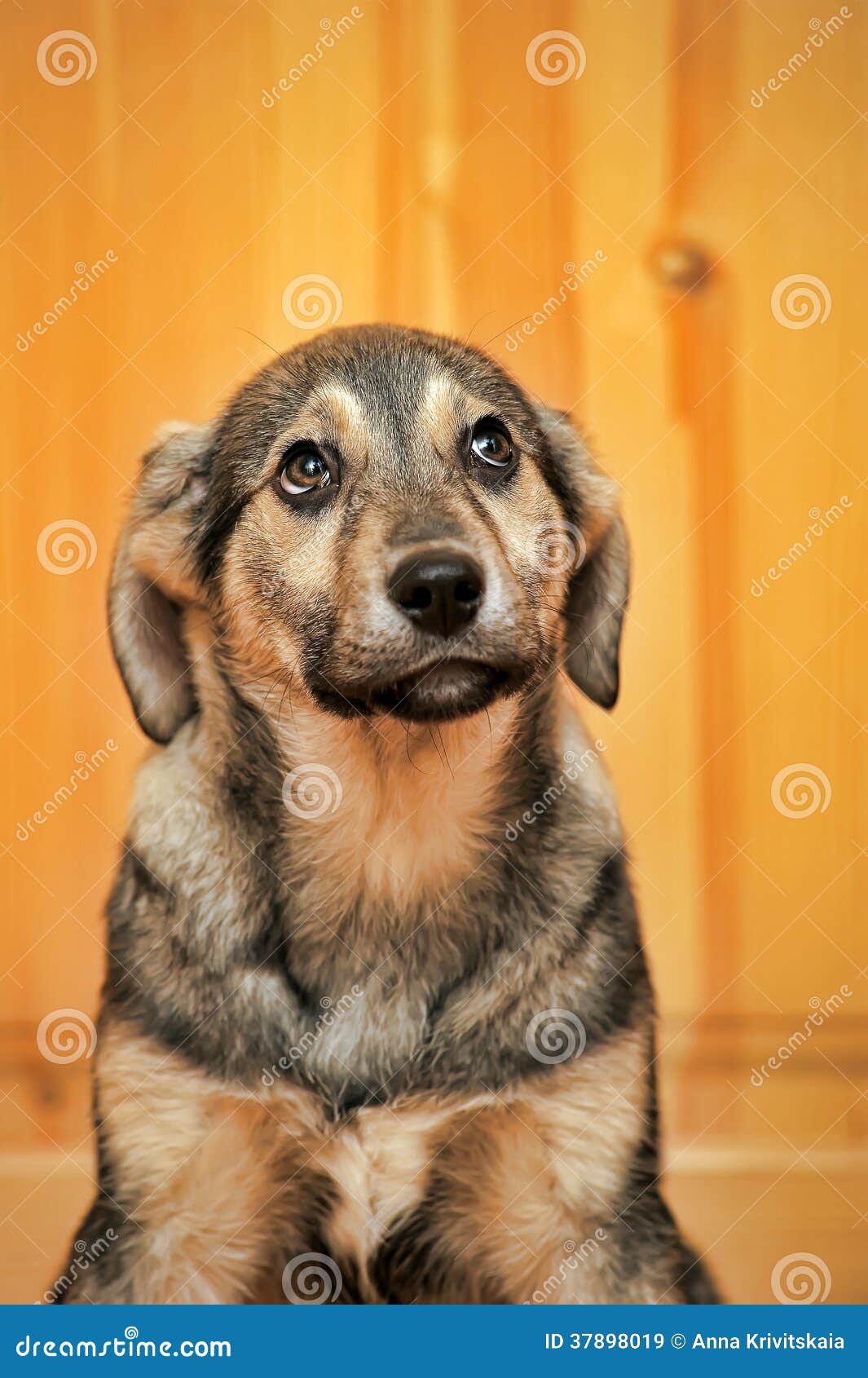 Perrito culpable imagen de archivo. Imagen de grito, canino - 37898019