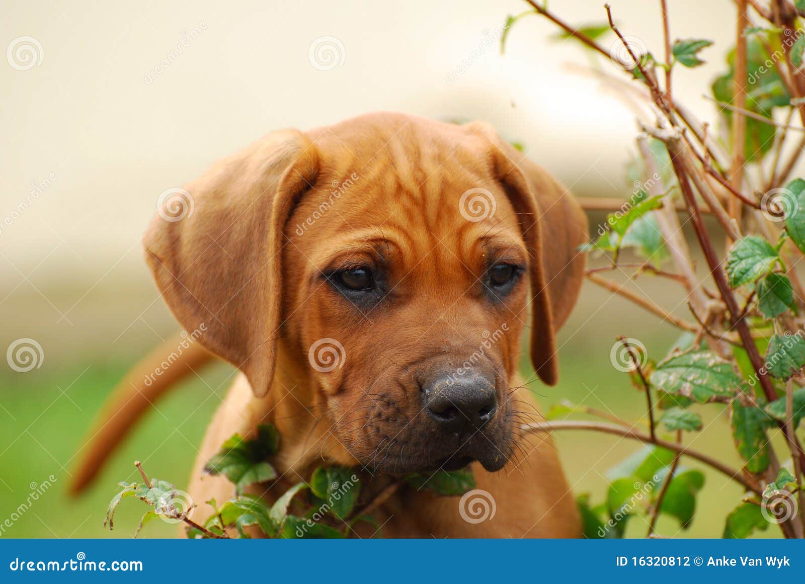 Perrito curioso foto de archivo. Imagen de cubo, horizontal - 16320812