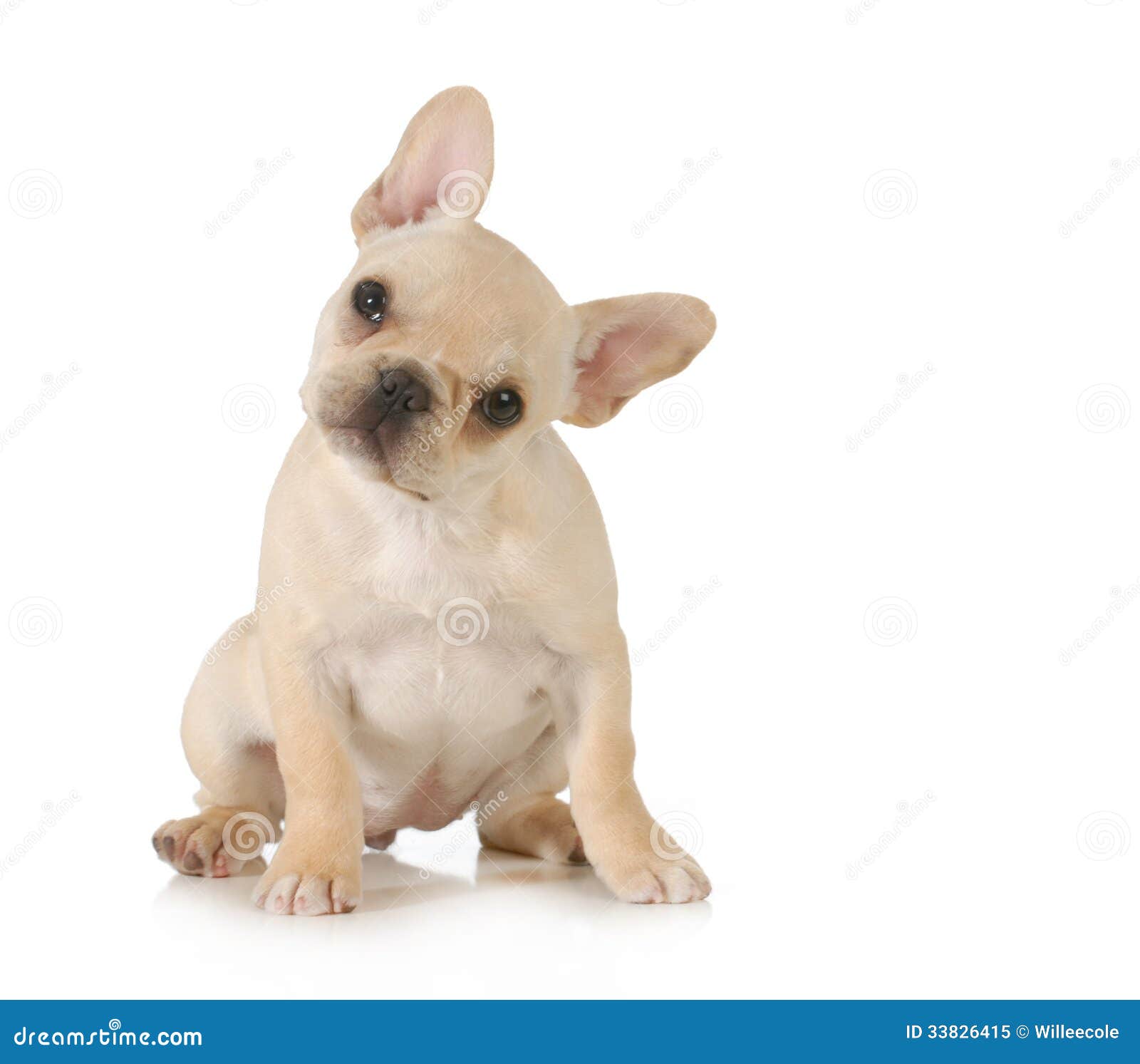 Perrito curioso imagen de archivo. Imagen de buldog, lindo - 33826415