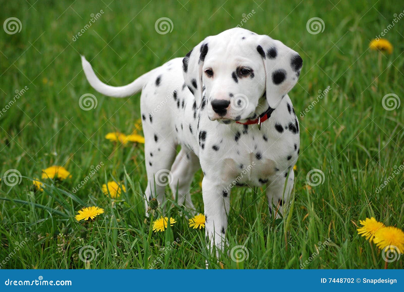 Perrito dálmata foto de archivo. Imagen de colmillos, blanco - 7448702