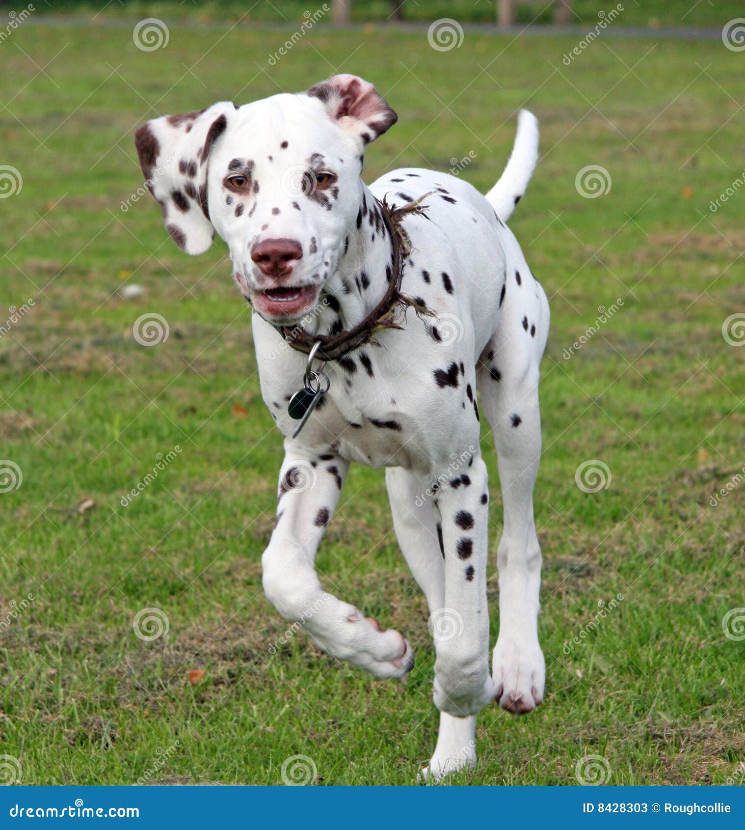 Perrito dálmata imagen de archivo. Imagen de corrida, puro - 8428303