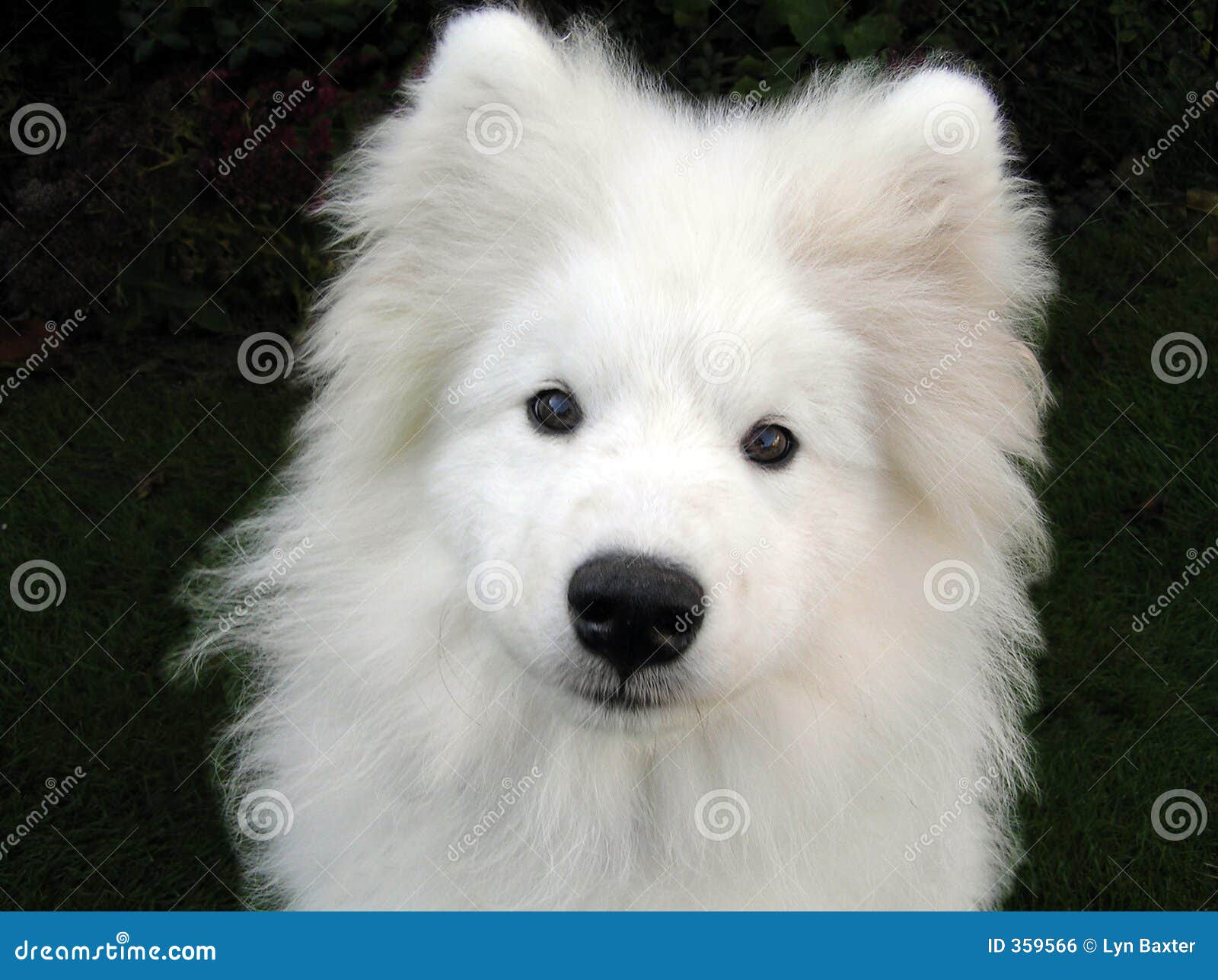 Perrito De Alaska Del Samoyedo Foto de archivo - Imagen de canino ...