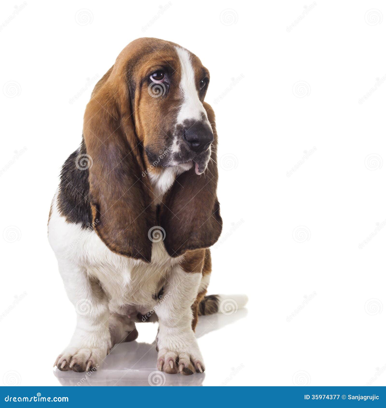 Perrito de Basset Hound imagen de archivo. Imagen de imagen - 35974377