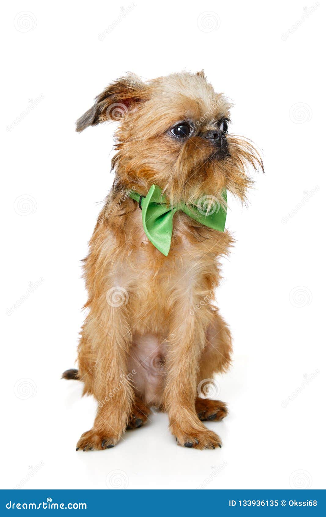 Perrito De Bruselas Griffon Con La Corbata De Lazo Imagen de archivo ...
