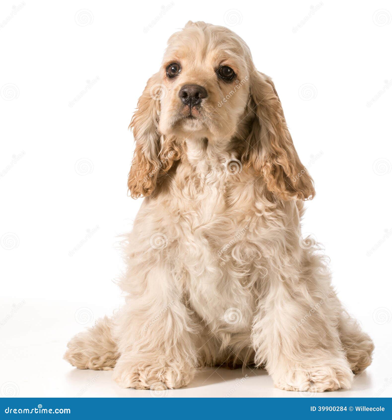 Perrito de cocker spaniel foto de archivo. Imagen de piel - 39900284