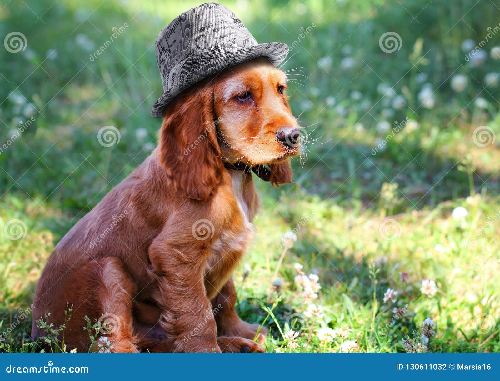 Perrito De Cocker Spaniel Con Un Sombrero Foto de archivo - Imagen de ...