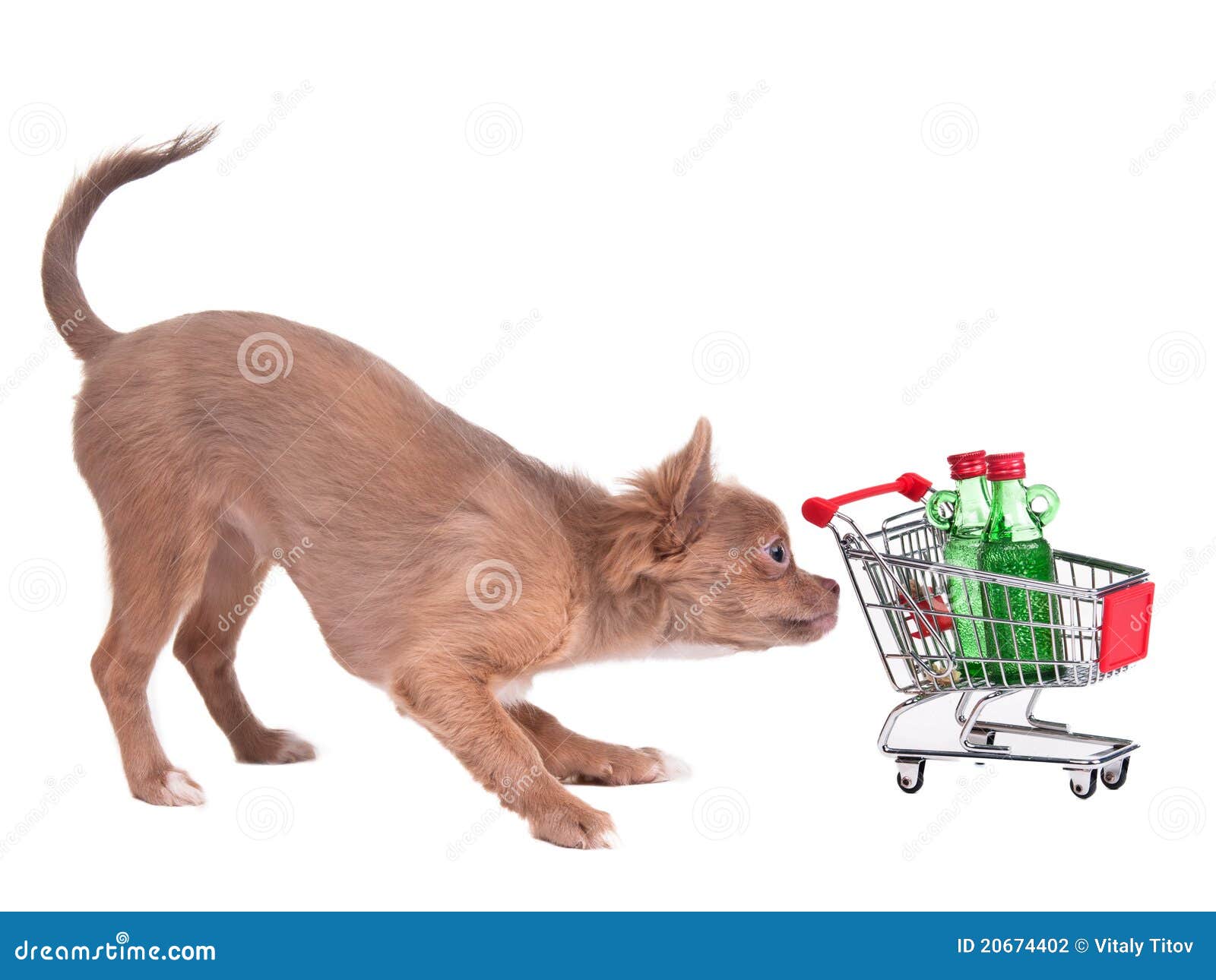 Perrito De La Chihuahua Con El Carro De Compras Foto de archivo ...