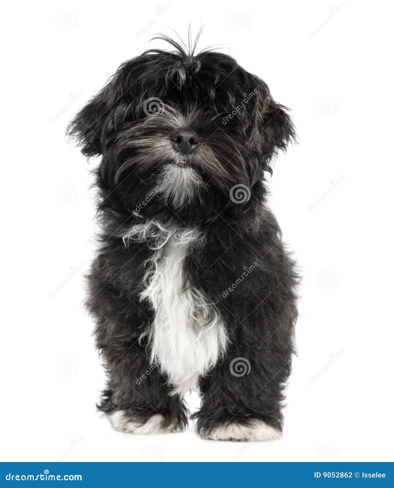 Perrito De Lhasa Apso (4 Meses) Foto de archivo - Imagen de vertebrado ...